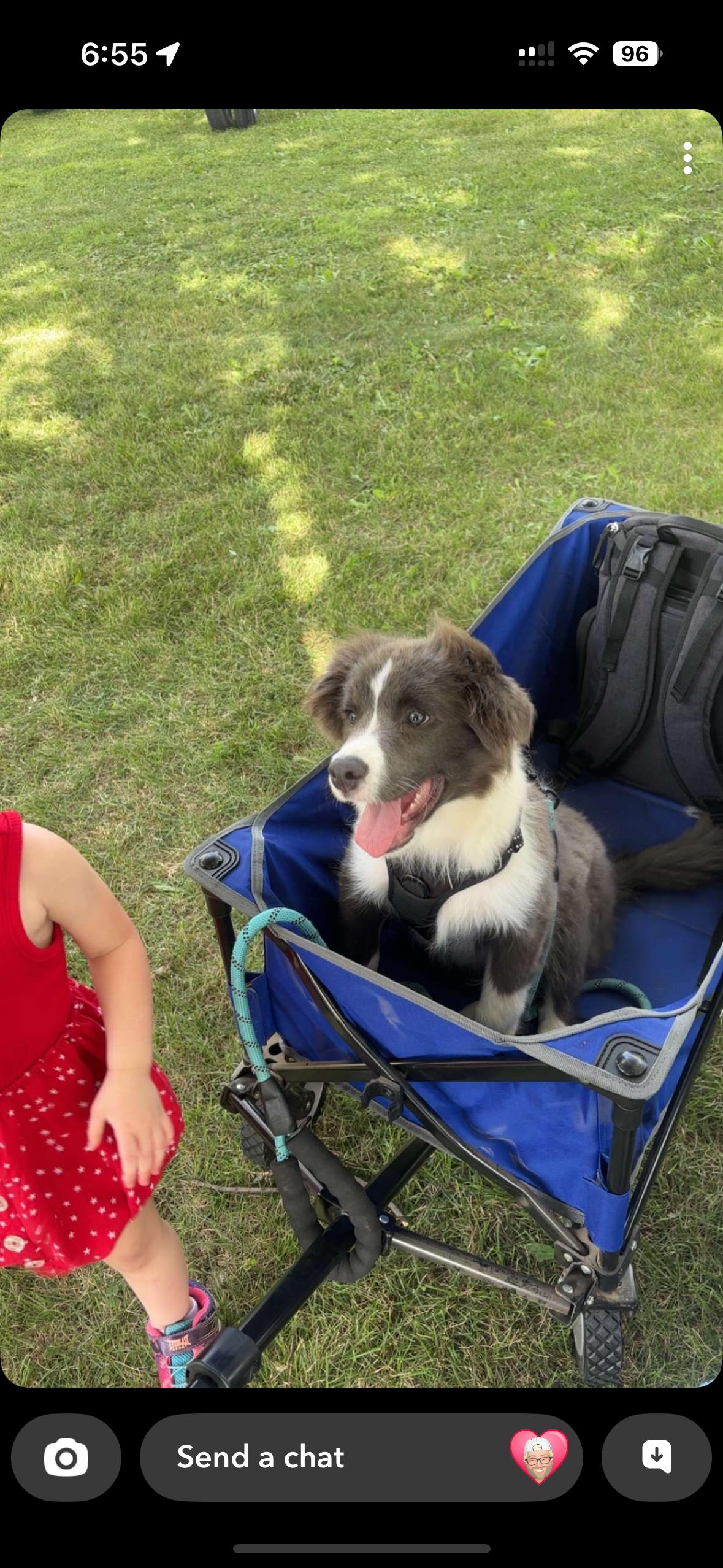 Ransom Ridge Border Collies in Iowa | Border Collie puppies | Good Dog