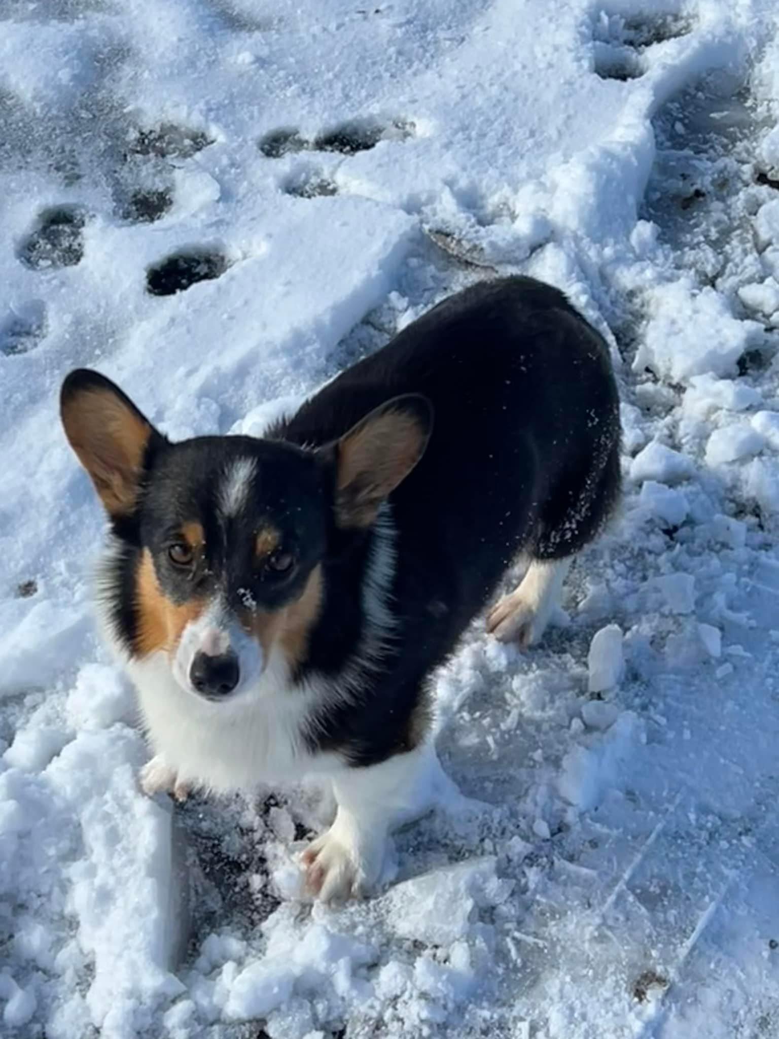 Co-Pilot Corgis in Tennessee | Pembroke Welsh Corgi and American Corgi puppies | Good Dog