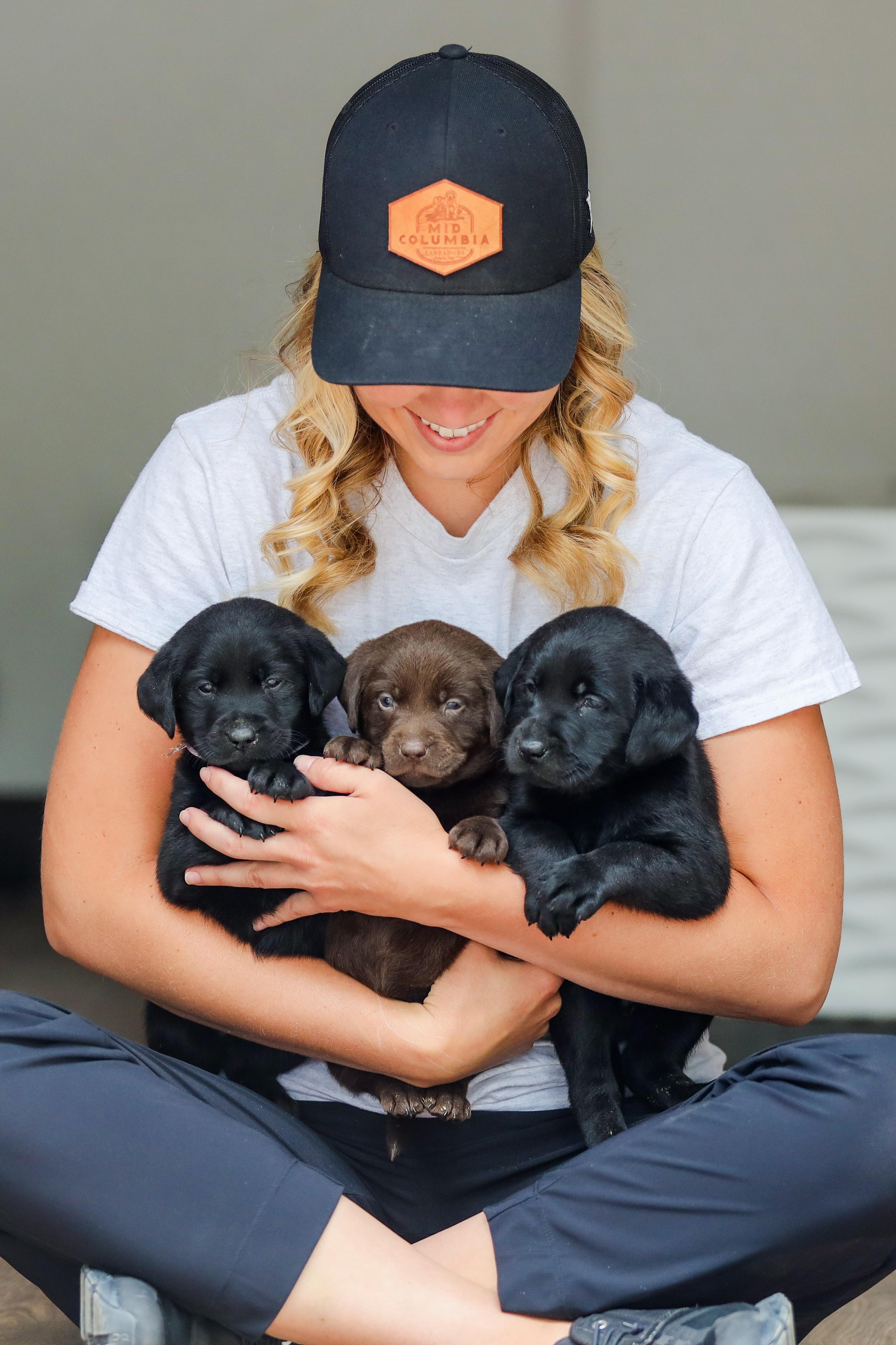 Virginia Labradors in Virginia | Labrador Retriever puppies | Good Dog