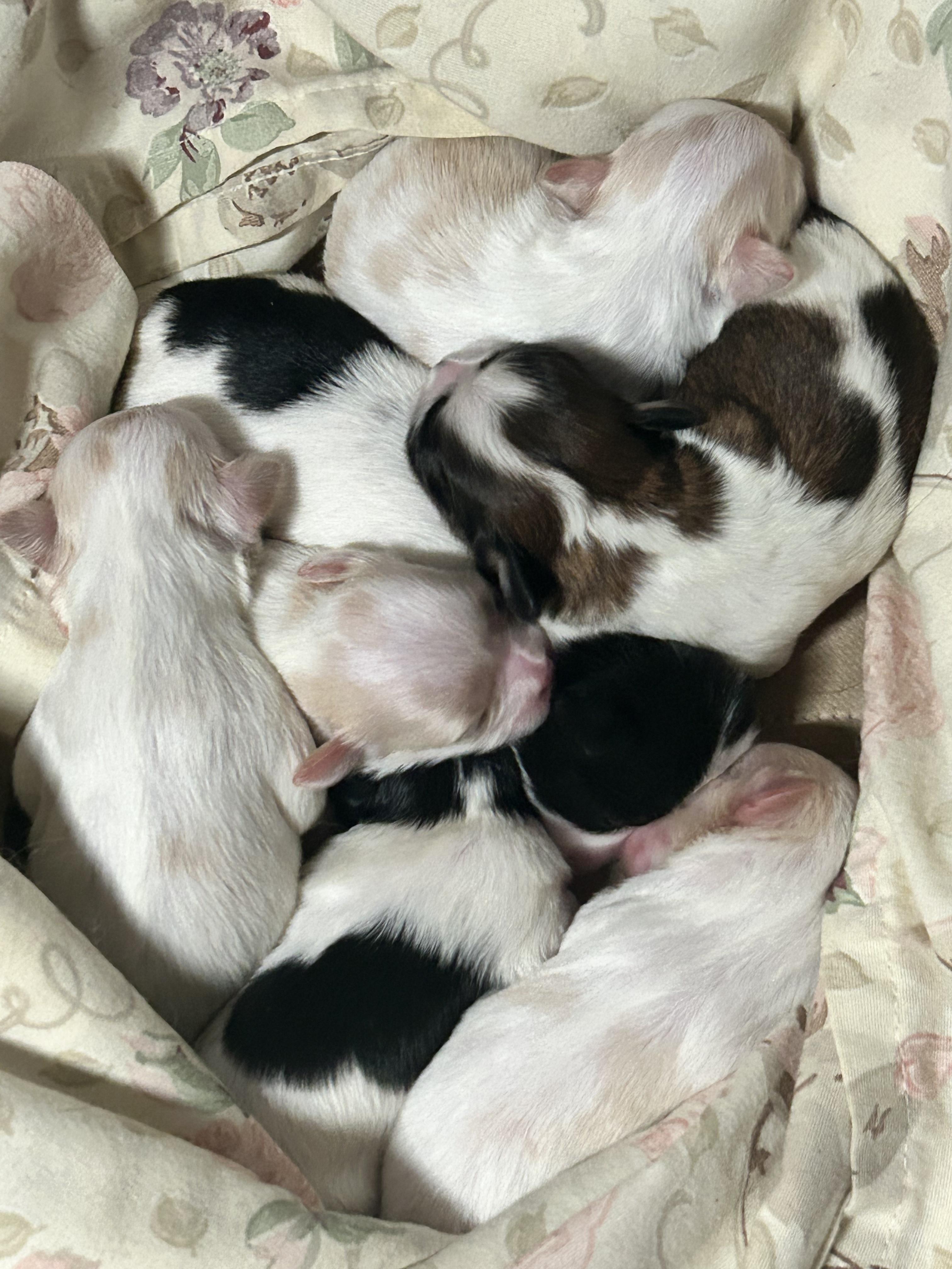 Jennifer's Shih Tzu in Texas | Shih Tzu puppies | Good Dog