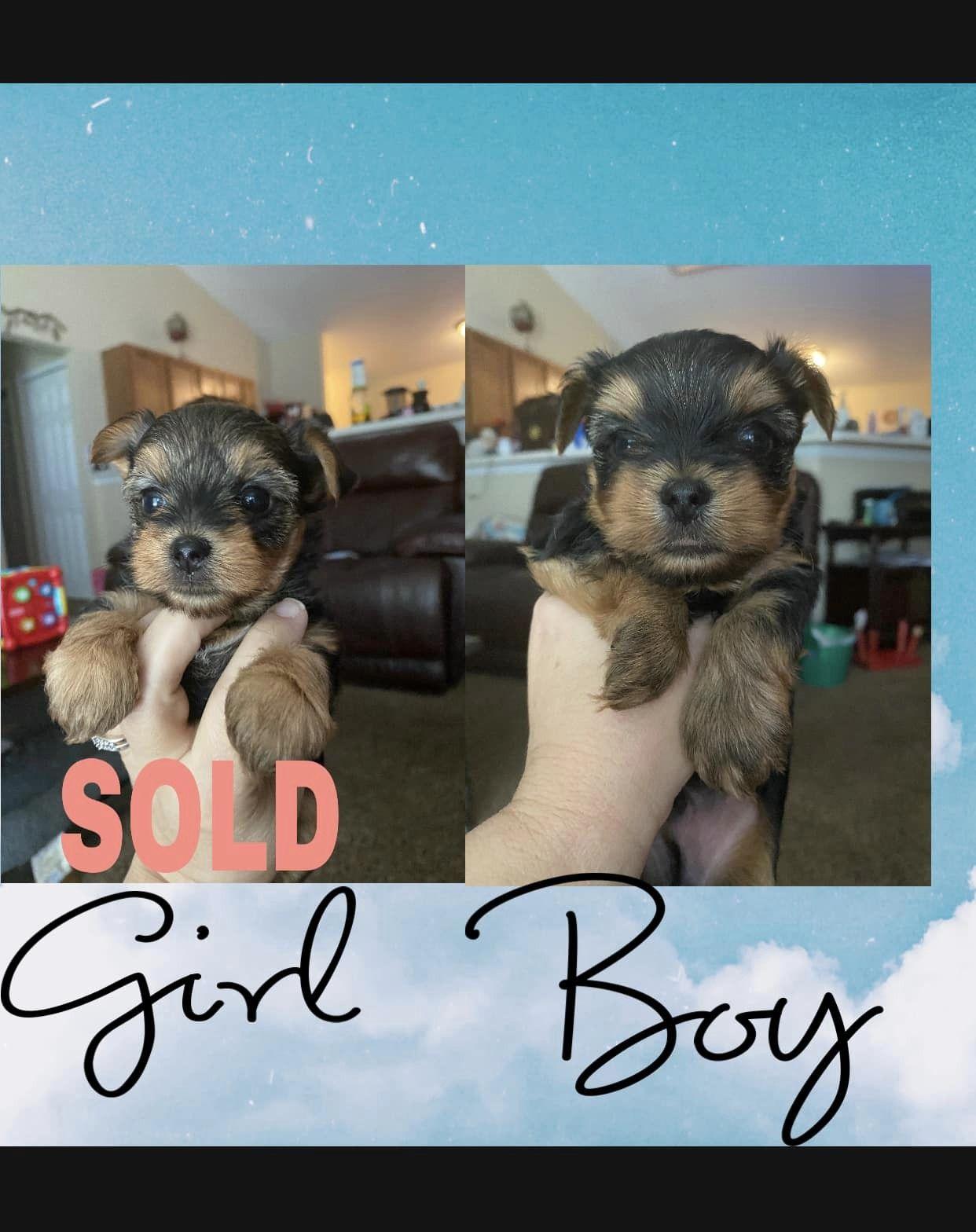 Joanne’s silky Yorkie’s in Florida | Yorkshire Terrier puppies | Good Dog