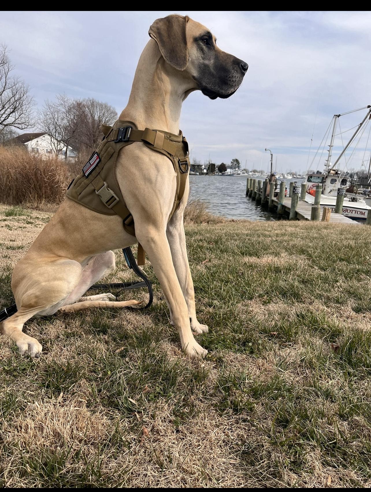 Ginger Danes in Maryland | Great Dane puppies | Good Dog