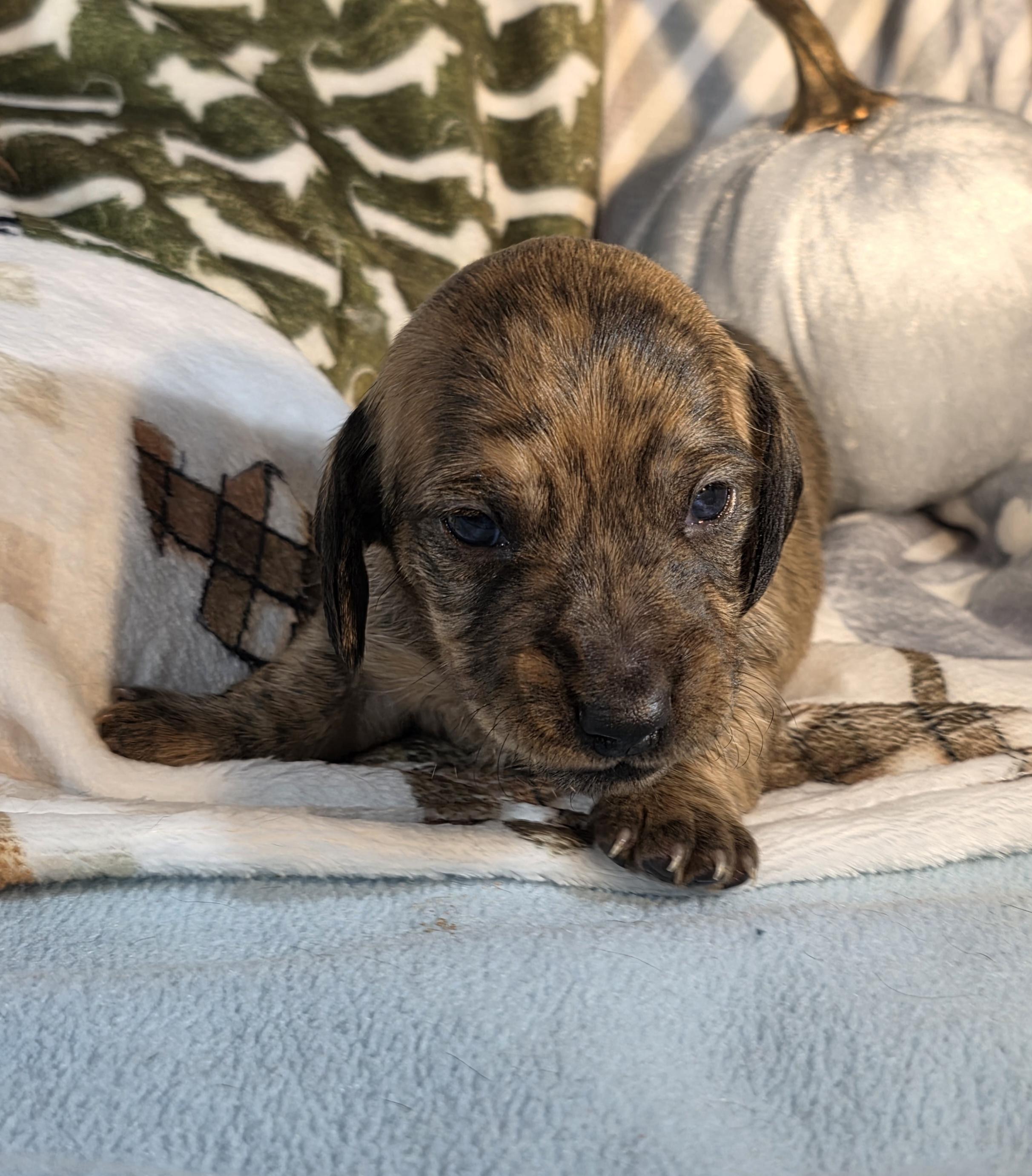 Cool Runnin Dachshunds in Missouri | Dachshund puppies | Good Dog