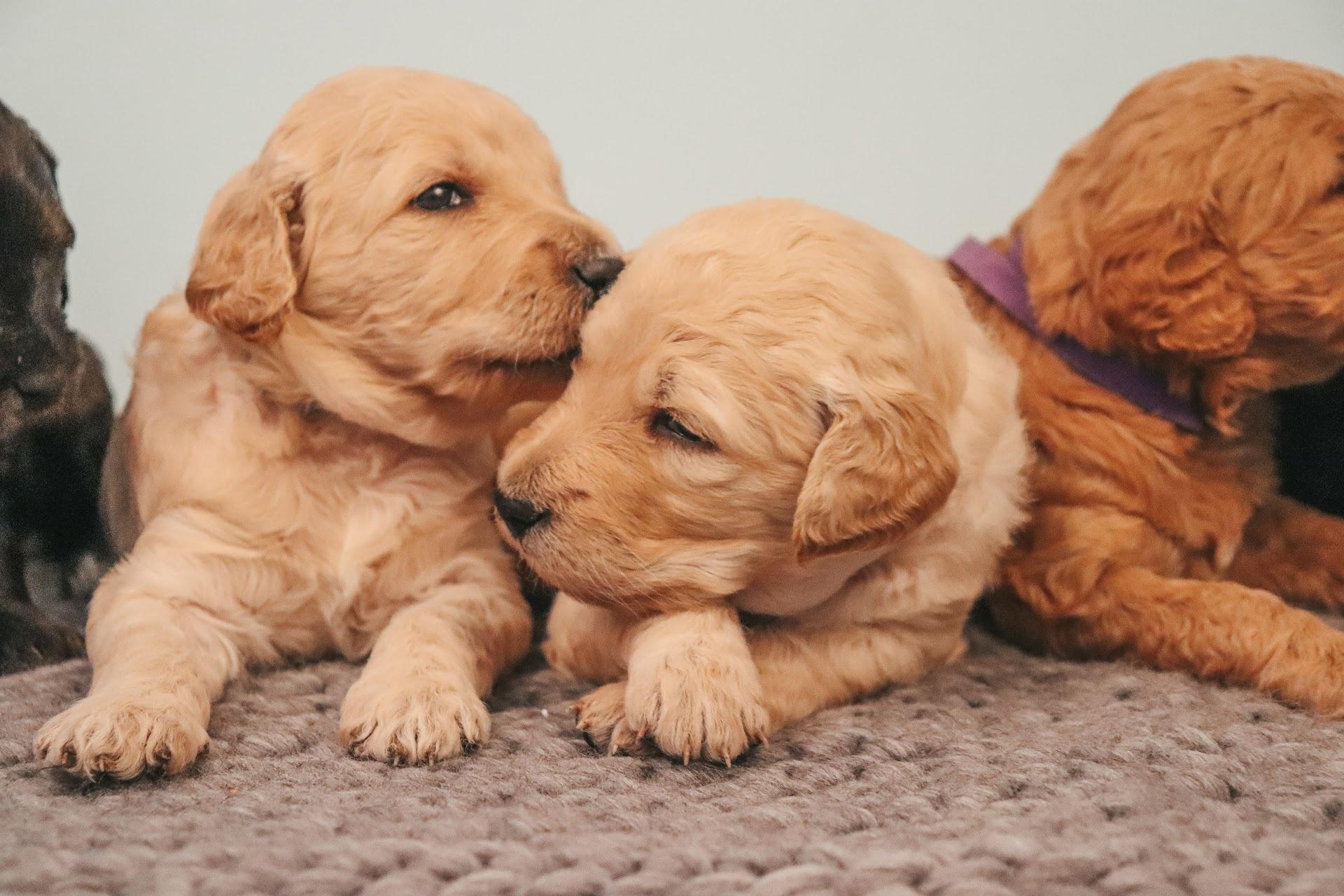 Coco and Carmel Doodles in Utah | Goldendoodle puppies | Good Dog