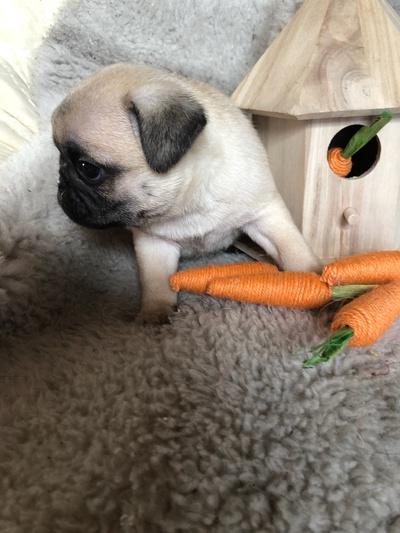Southern Comfort Pugs in North Carolina | Pug puppies | Good Dog