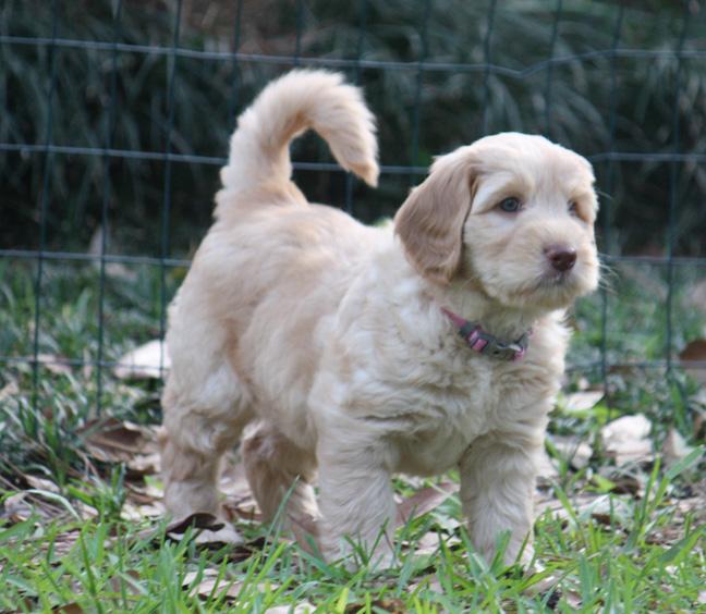 Southern Cross Australian Labradoodles in Louisiana | Australian ...