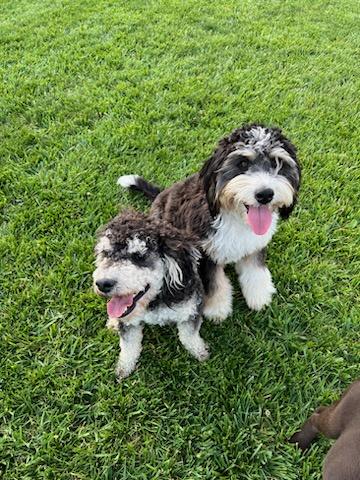 Gregg Bernedoodles in Indiana | Bernedoodle puppies | Good Dog