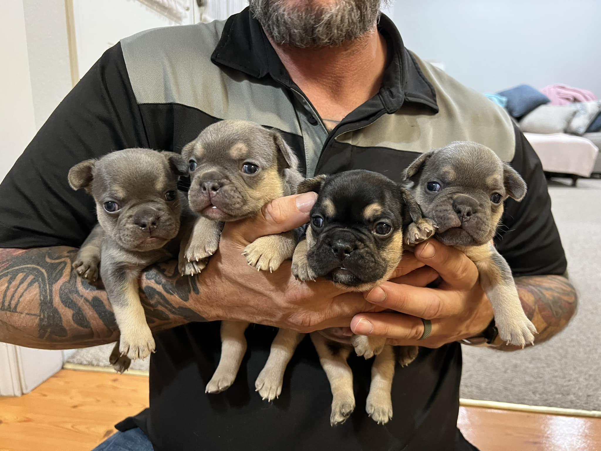 Driven Frenchies in Texas | French Bulldog puppies | Good Dog