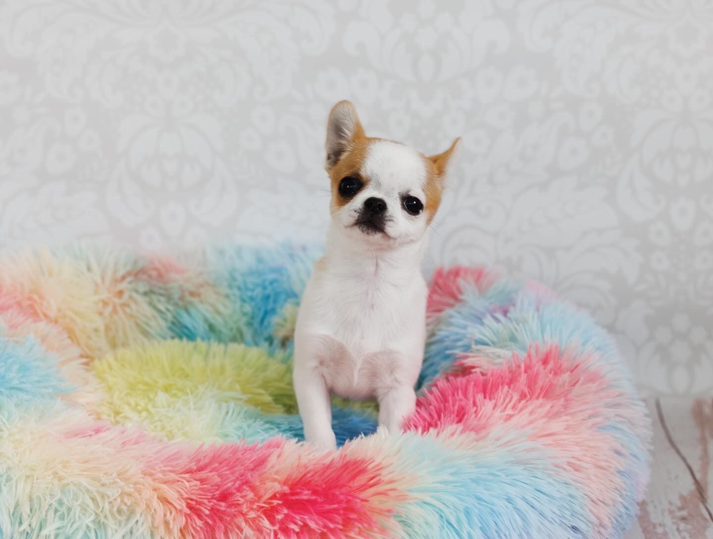 Gold Country Chihuahuas in California | Chihuahua and Labrador Retriever puppies | Good Dog