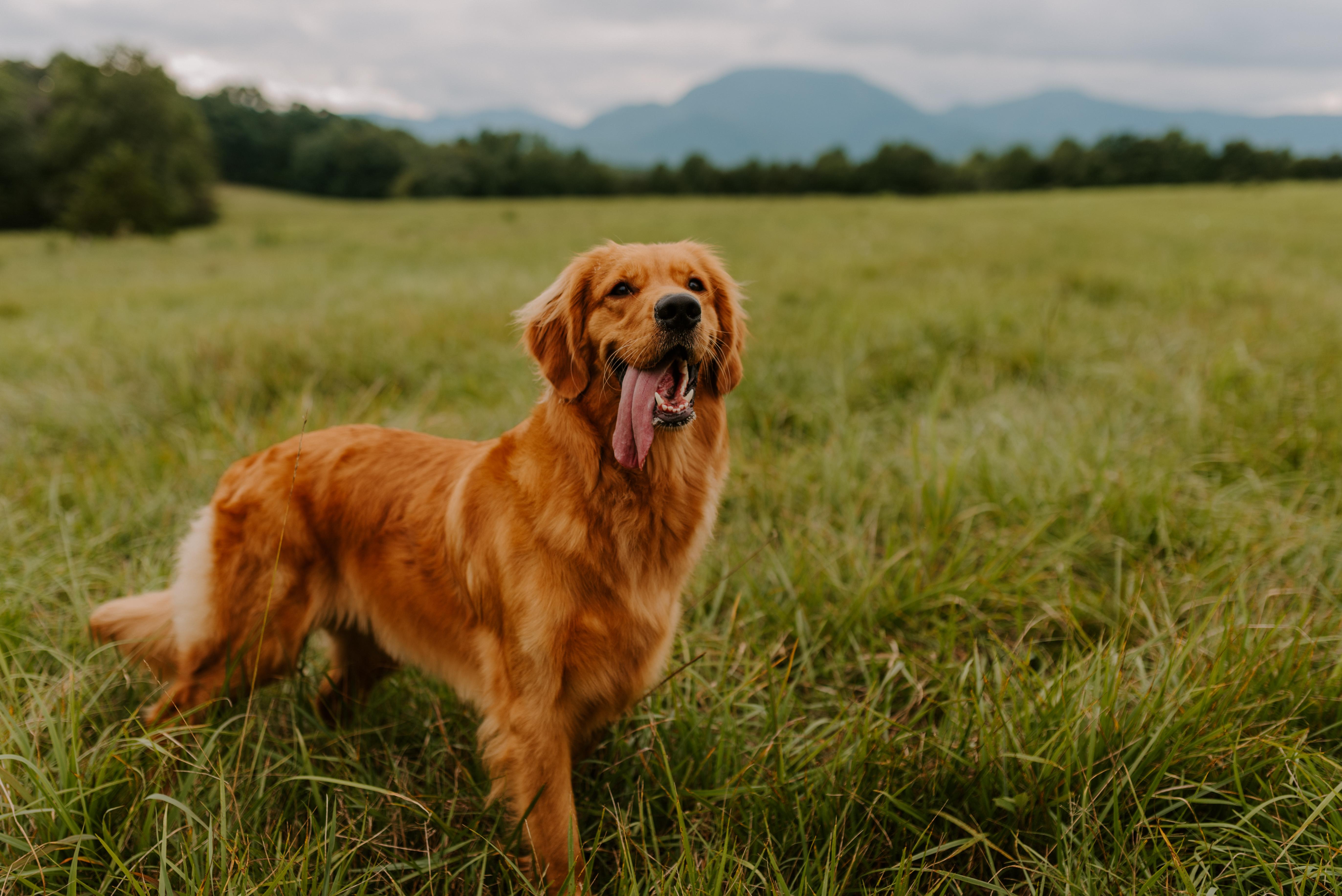 Golden Dreams in South Carolina | Golden Retriever puppies | Good Dog