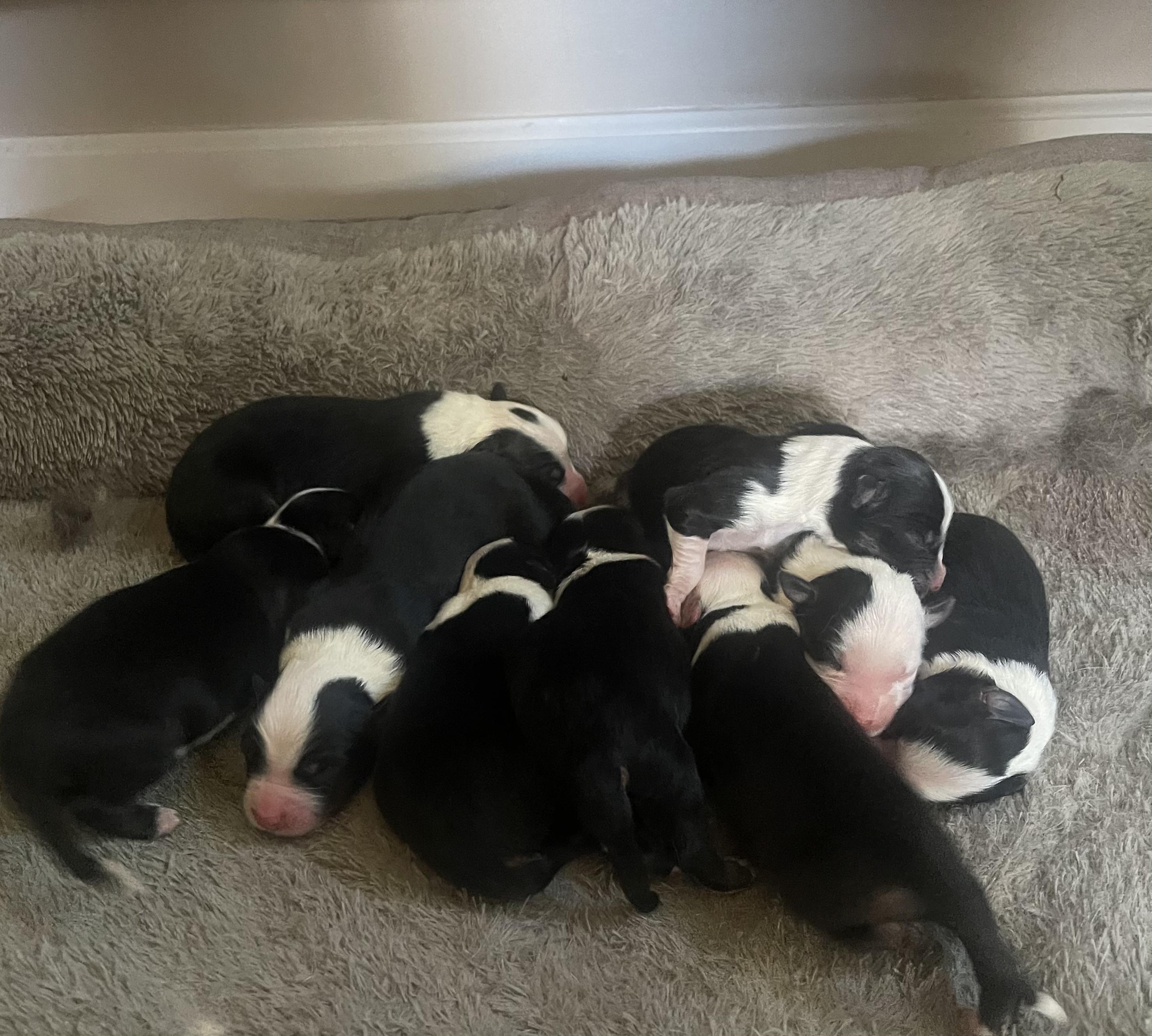Aussie Paws Trailblazers in Alabama | Australian Shepherd puppies ...