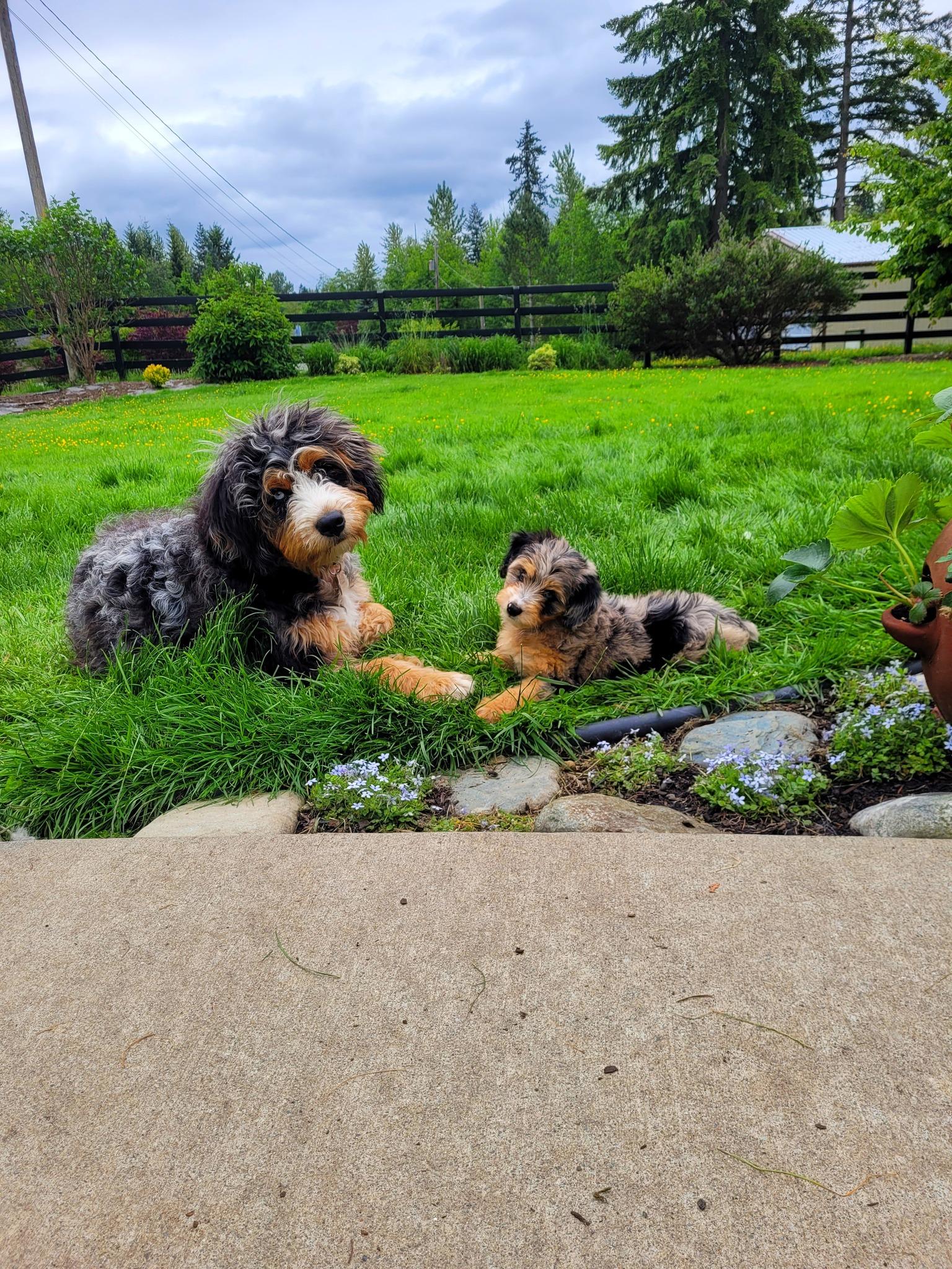 Refined Doodles in Washington | Bernedoodle and Australian Mountain ...
