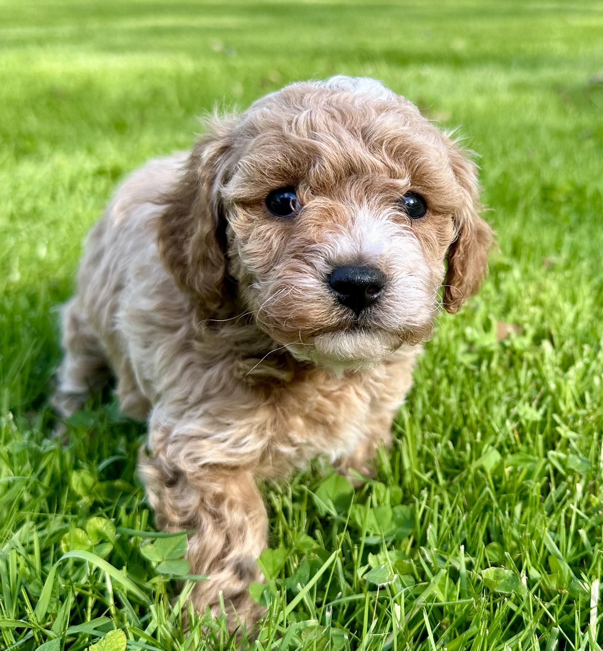 Forever Puppies 4U in Connecticut | Cavapoochon puppies | Good Dog