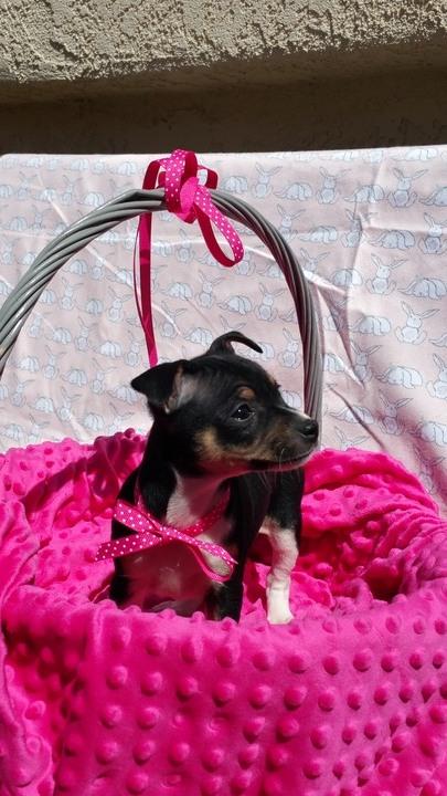 rosebud terriers in California | Rat Terrier puppies | Good Dog