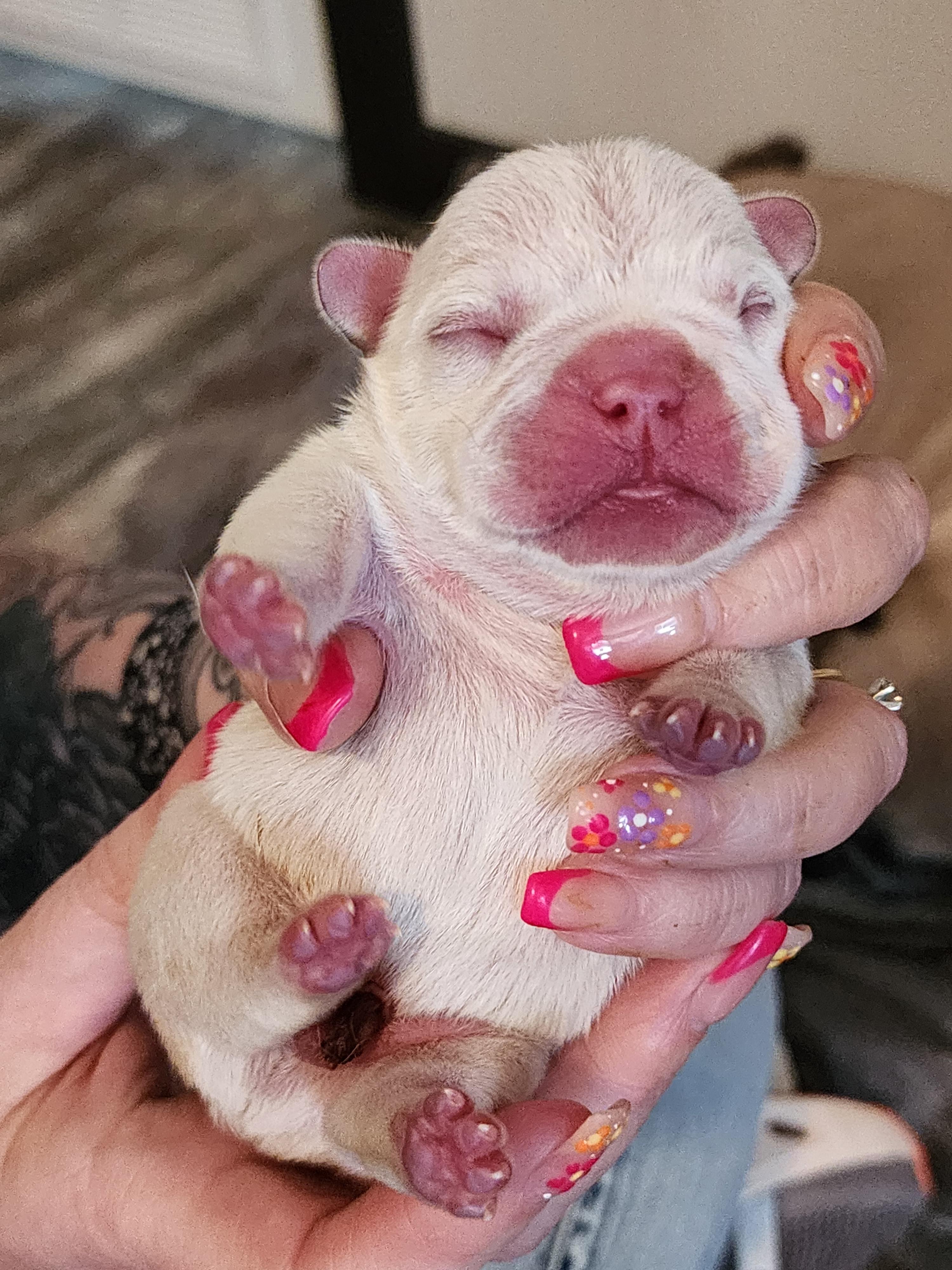 Riggs Fabulous Frenchies of Alabama Blue Collar Rottweilers Von Haus ...