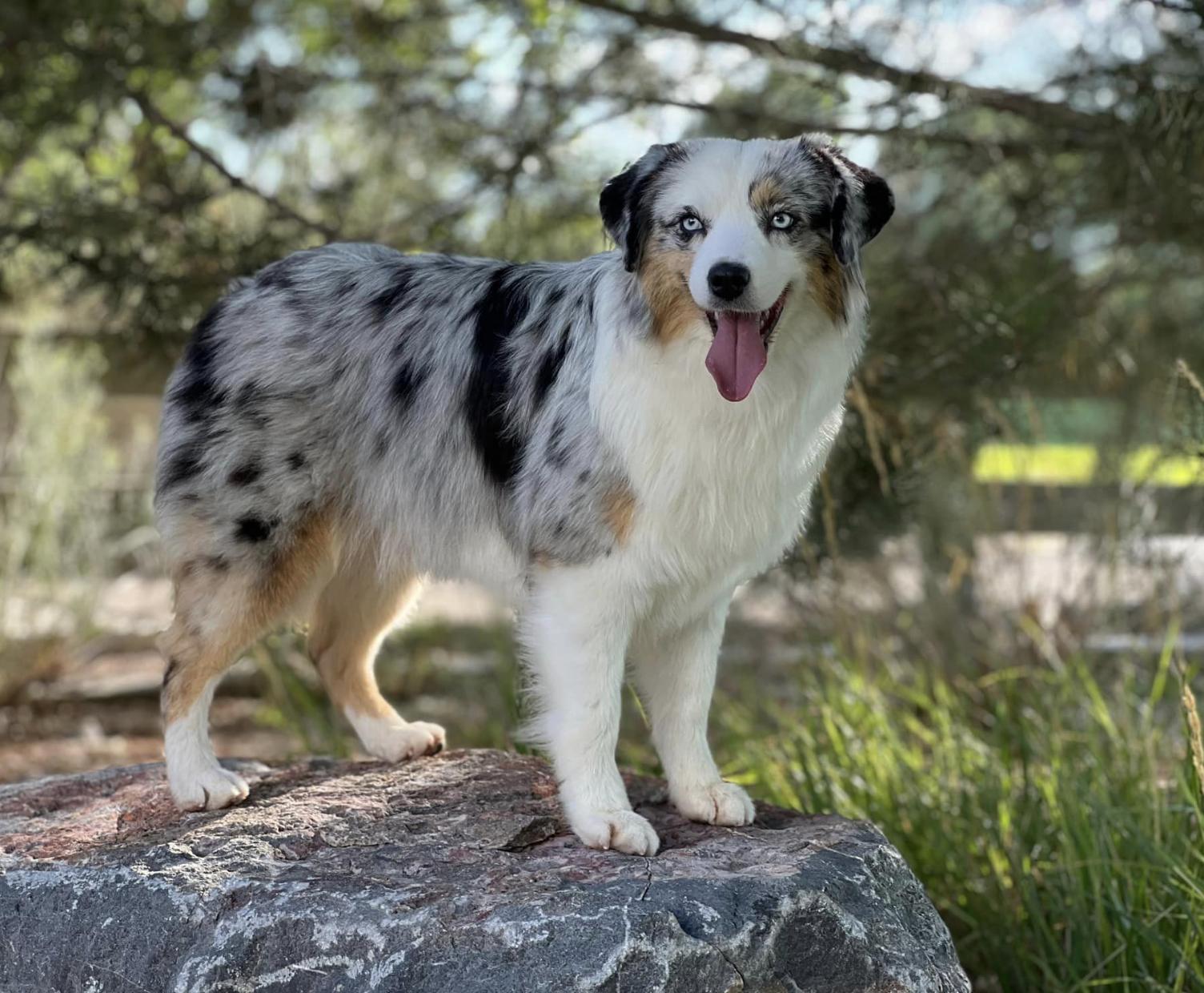 Mtn Breeze in Utah | Miniature American Shepherd puppies | Good Dog