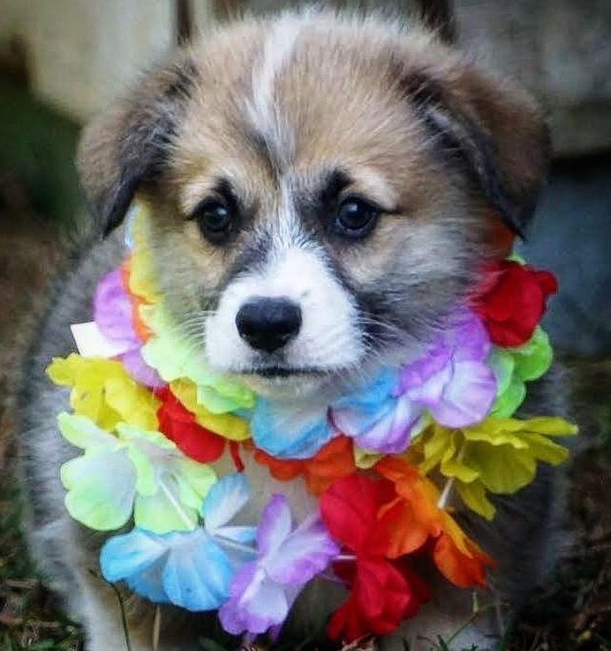 Corgis Hawaii Pleasantstone Aloha Corgis in Hawaii | Pembroke Welsh ...