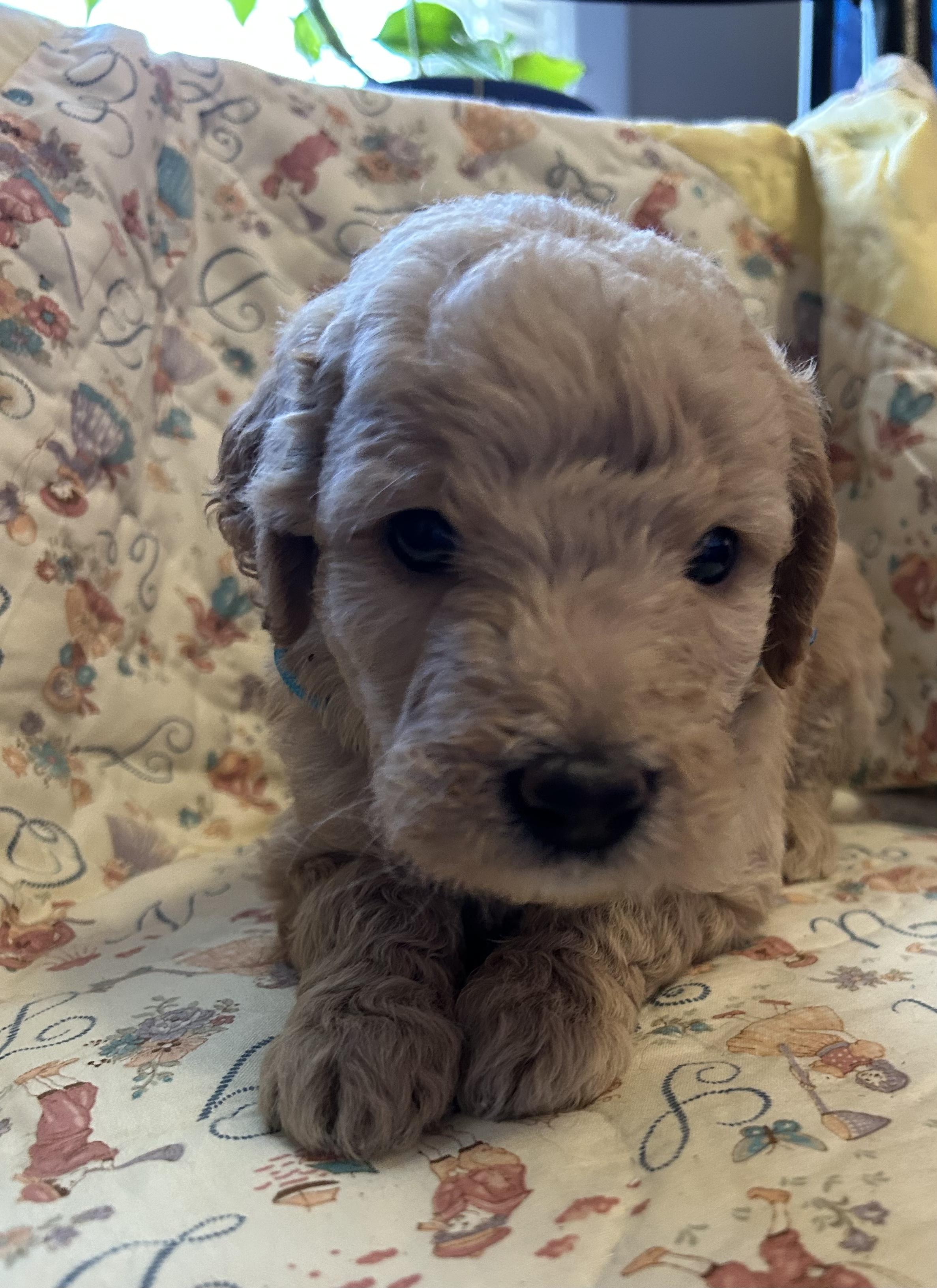 Oodles Of Doodles Mo. in Missouri | Goldendoodle puppies | Good Dog