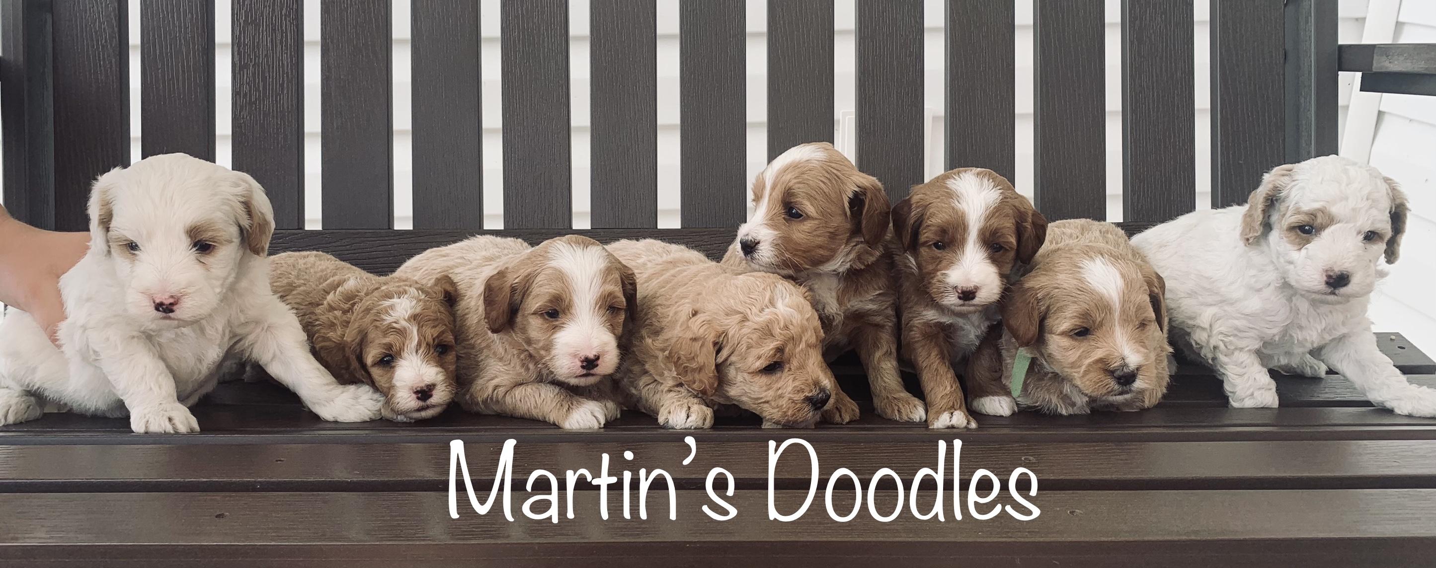 Martin’s Doodles in Indiana | Goldendoodle puppies | Good Dog