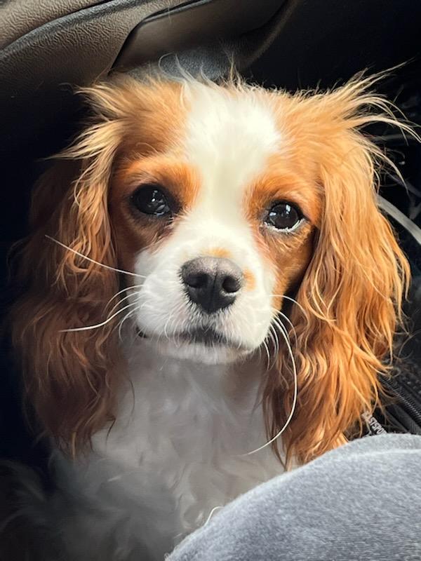 Sweet Baby Cavaliers in Texas | Cavalier King Charles Spaniel puppies ...