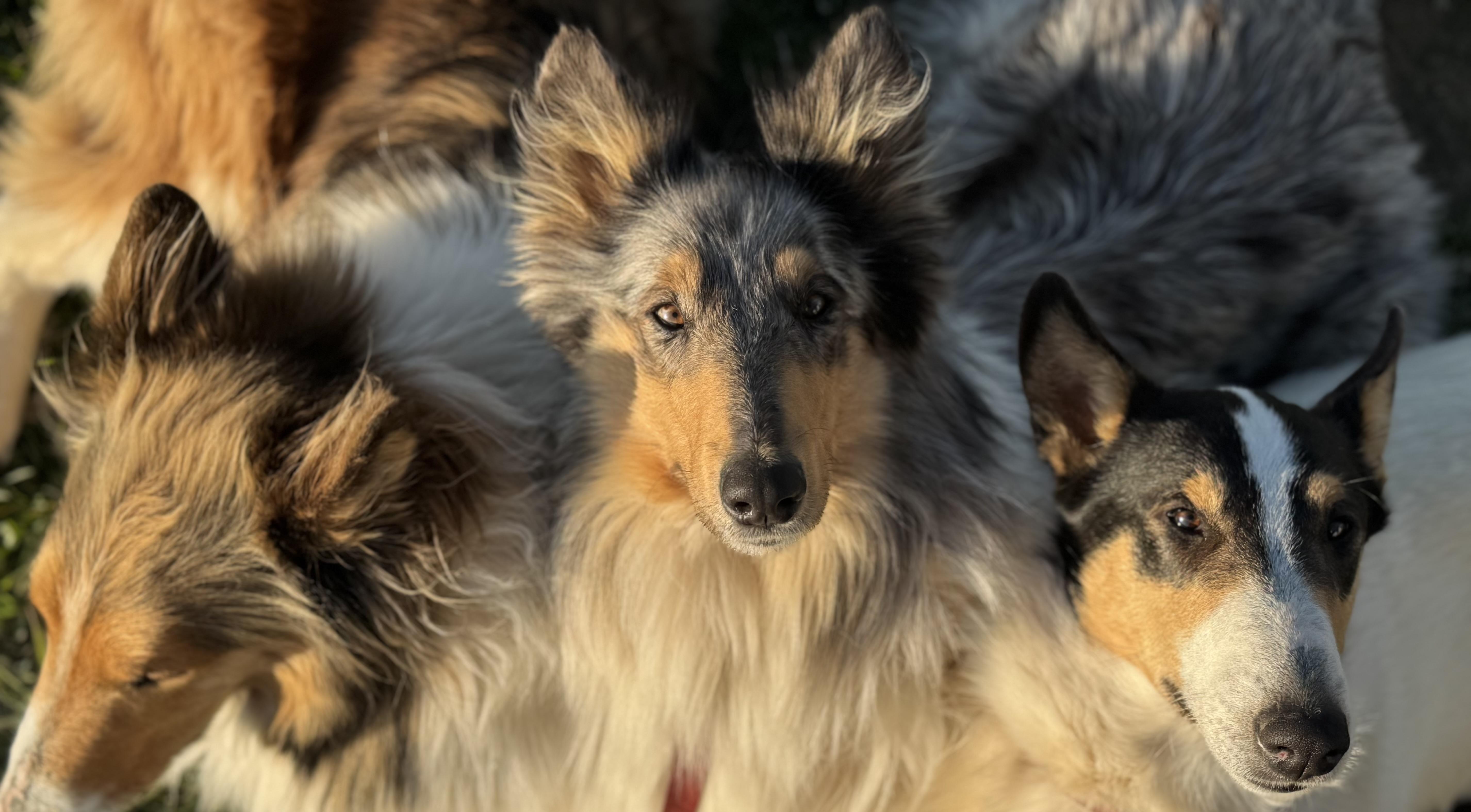 Third Gen Collies in Indiana | Collie puppies | Good Dog