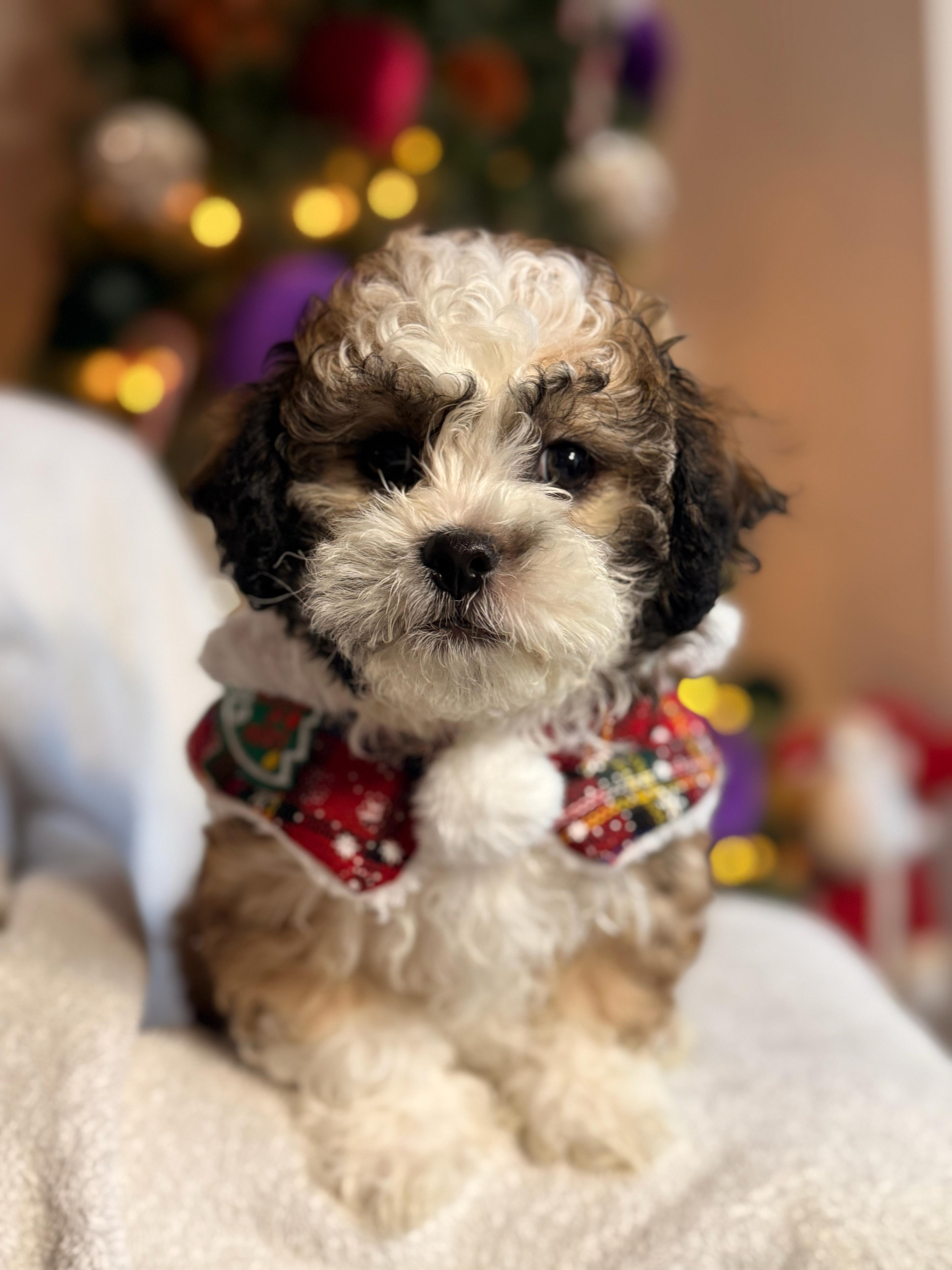 Nona's Shichons in Florida | Shichon puppies | Good Dog
