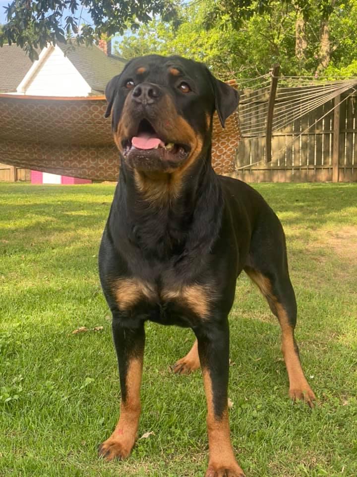 White River Rottweilers in Indiana | Rottweiler puppies | Good Dog