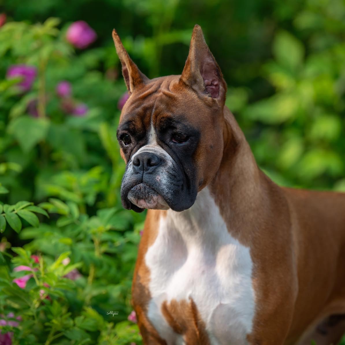 Mt Valley Boxers in Iowa | Boxer puppies | Good Dog