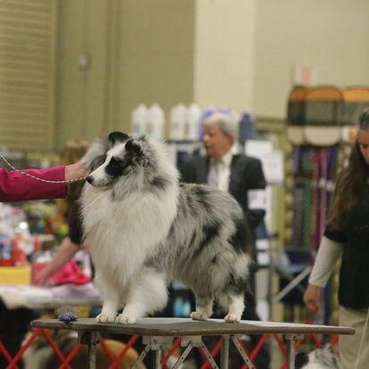 Holly's Sheepdogs in Virginia | Shetland Sheepdog puppies | Good Dog