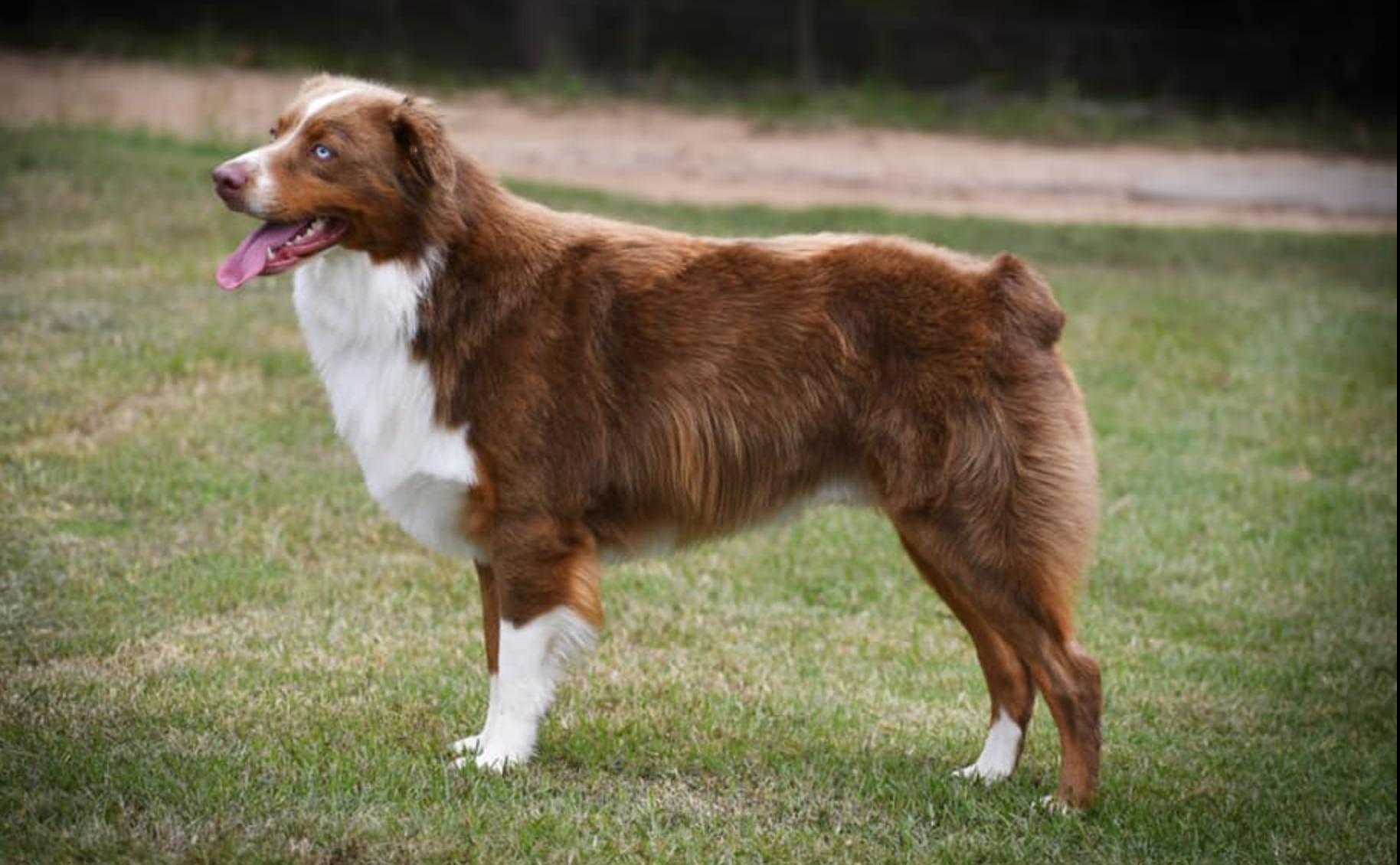 K&H Aussies in Texas | Australian Shepherd puppies | Good Dog