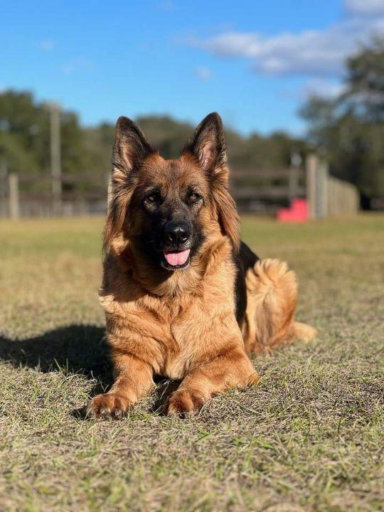 Von Hazel Haus German Shepherds in Florida | German Shepherd puppies ...