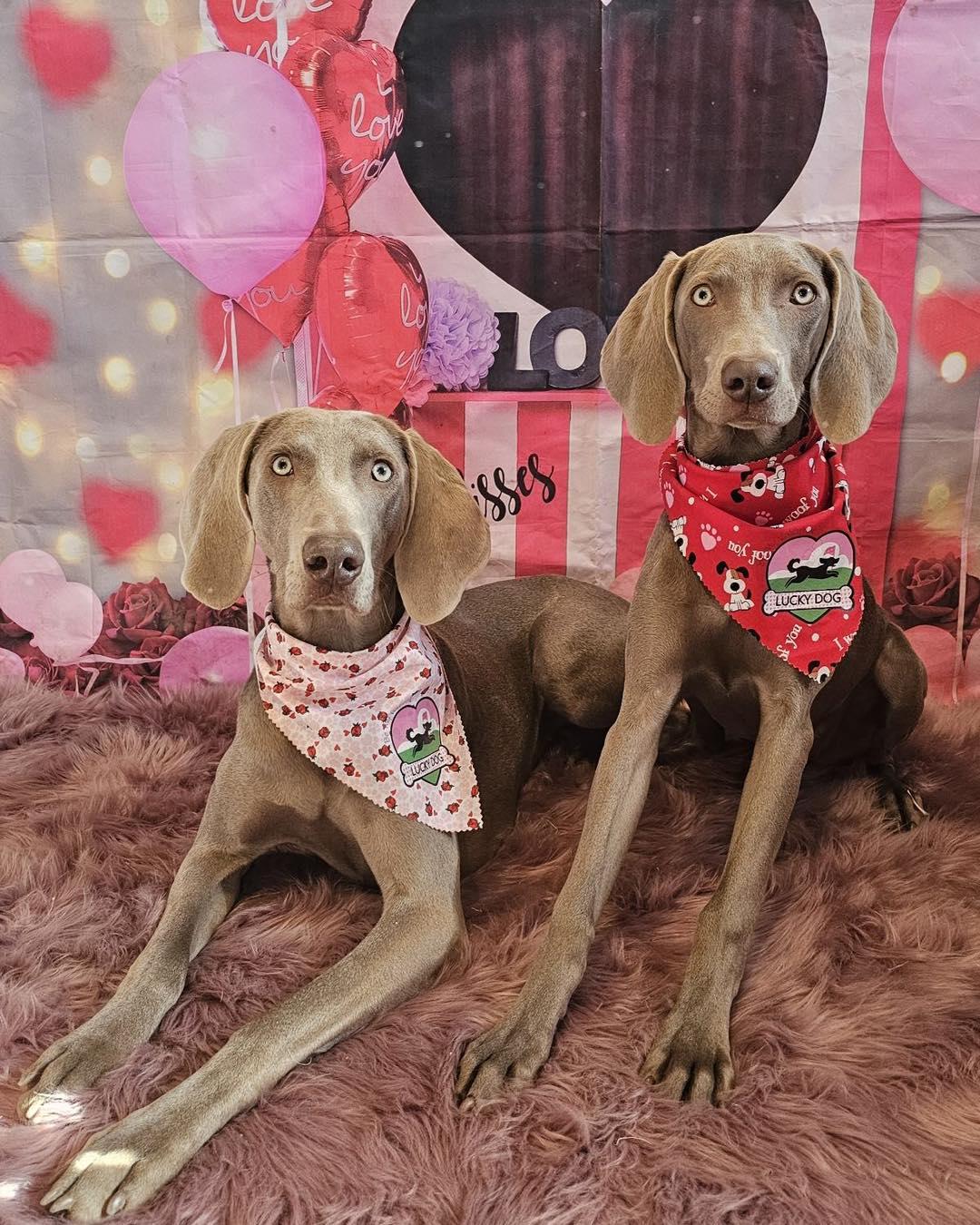 Shade of Grey Weimaraners in Pennsylvania | Weimaraner puppies | Good Dog