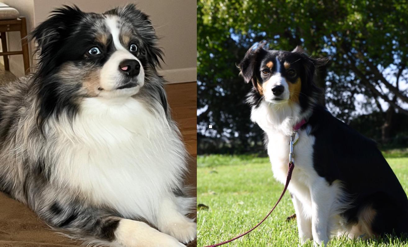 Maureen Chappell's Miniature American Shepherds in Illinois | Miniature ...