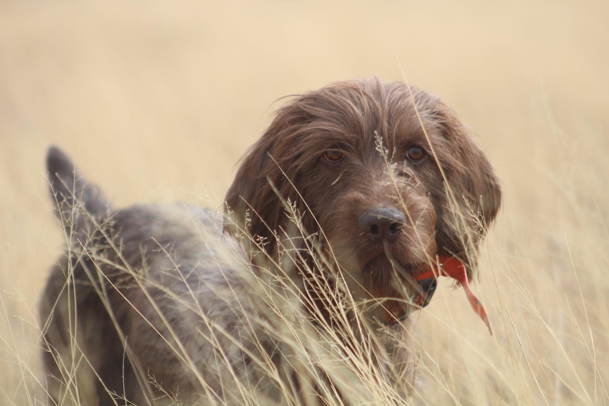 Iron Rod Gun Dogs in Arizona | Pudelpointer puppies | Good Dog