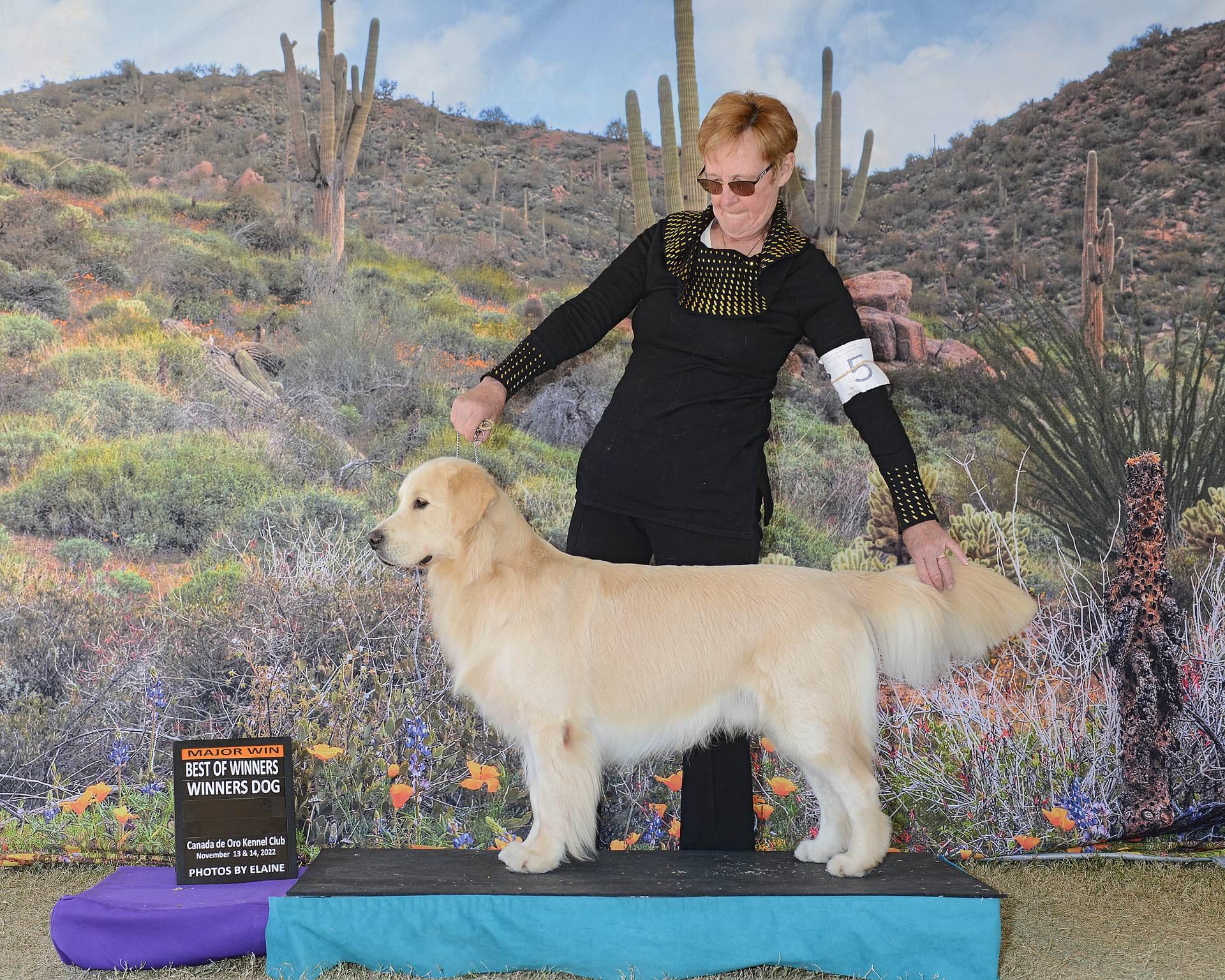 MI Golden Sands in Michigan | Golden Retriever puppies | Good Dog