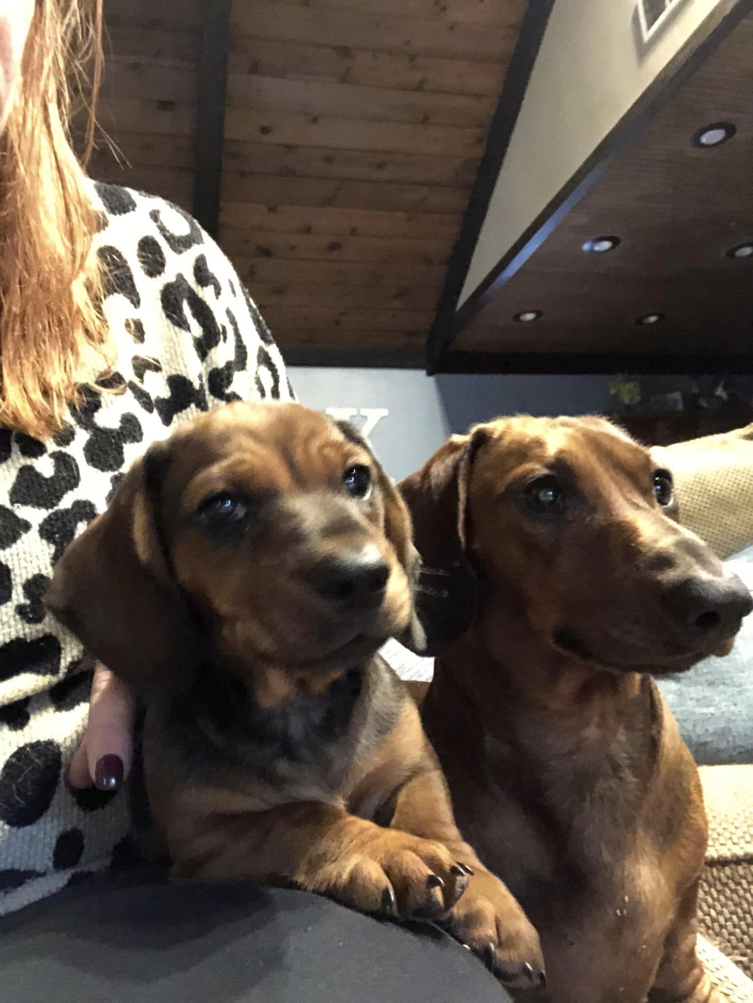 6K Kennels in Louisiana | Dachshund puppies | Good Dog