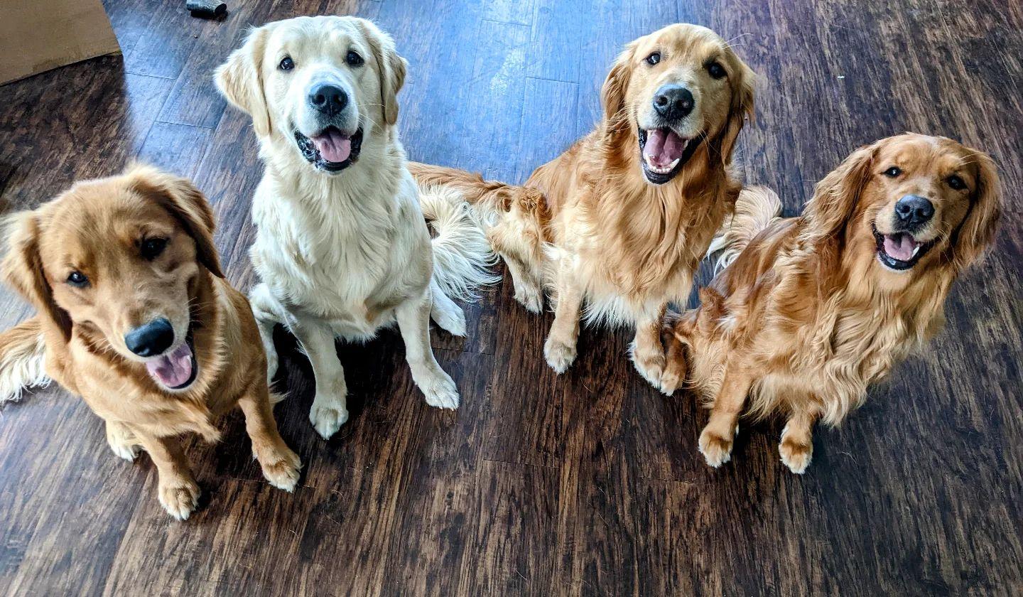 SW Retrievers in Florida | Golden Retriever puppies | Good Dog