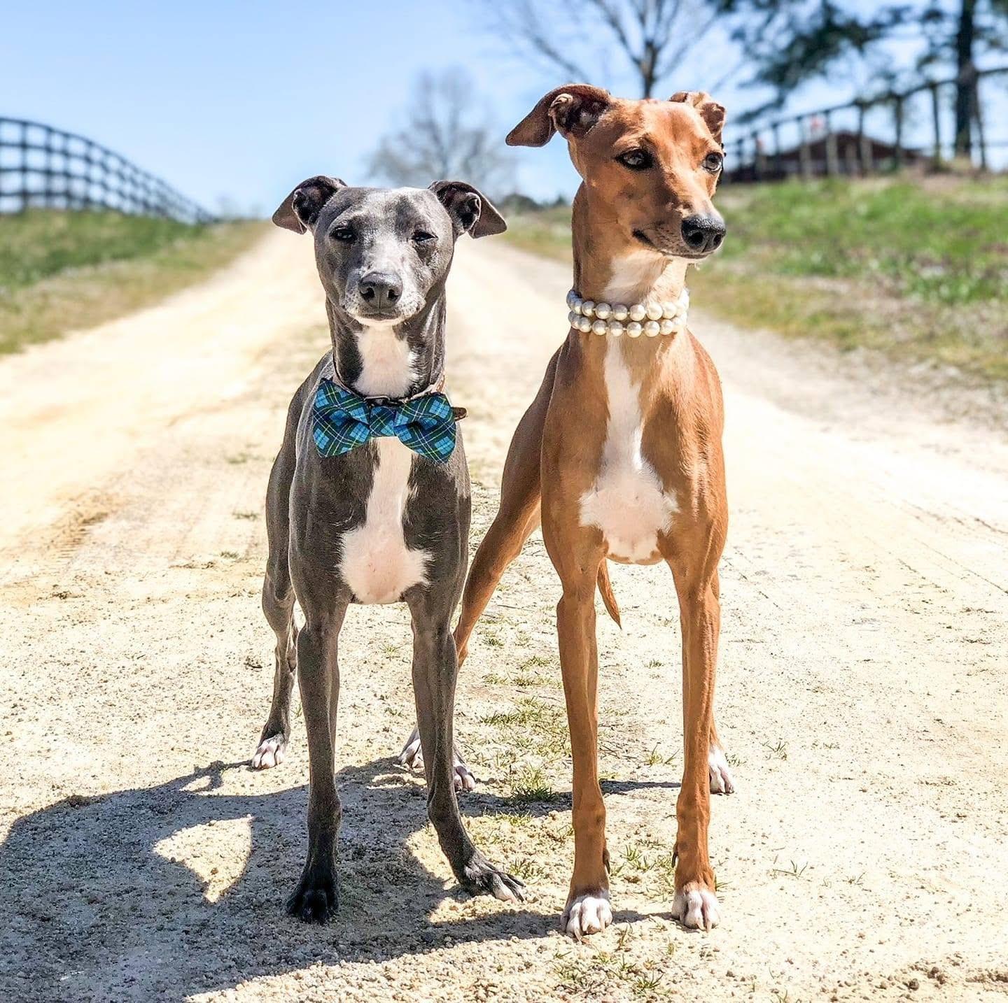 Woofford Italian Greyhounds in Florida | Italian Greyhound puppies ...