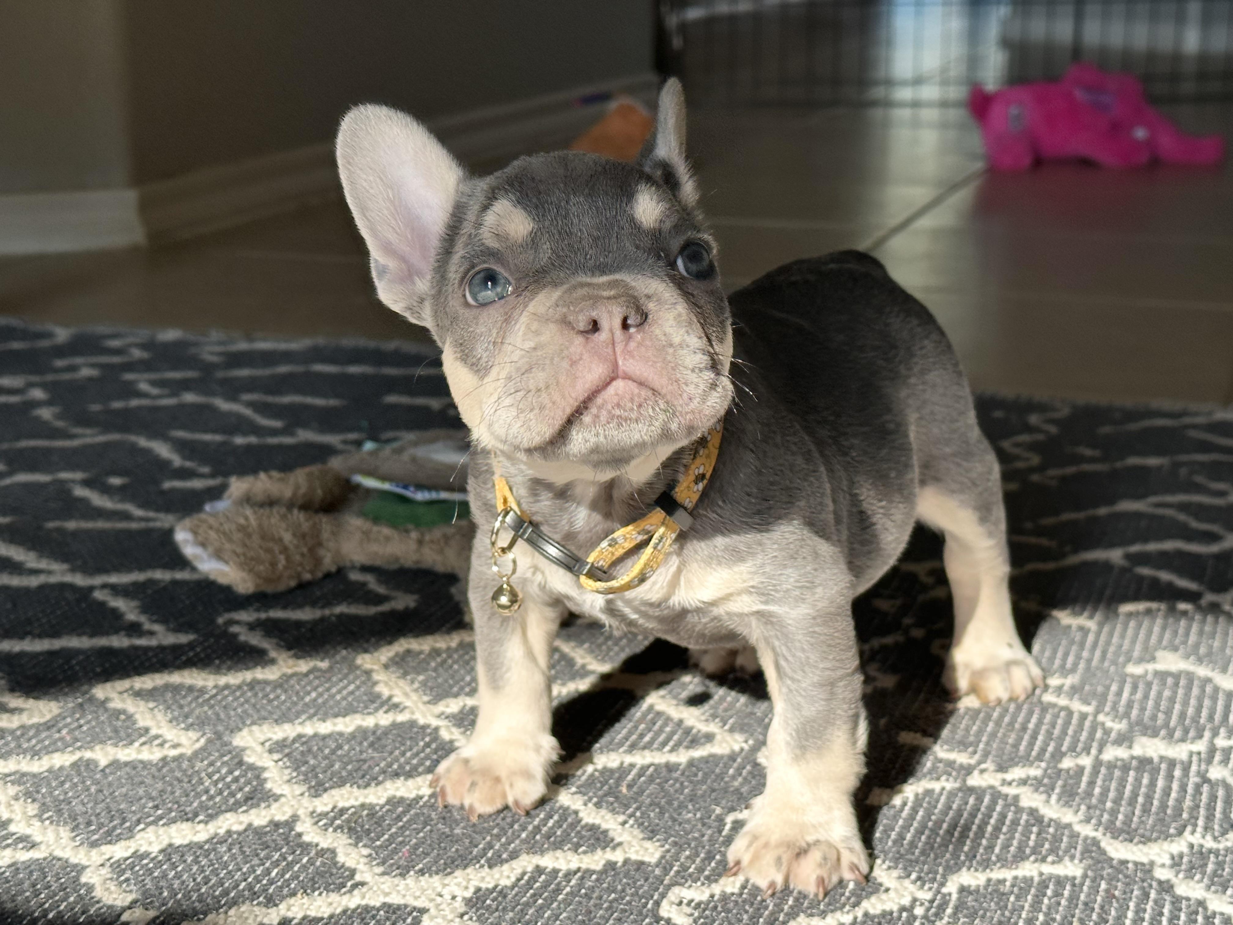 Honey Bee Frenchies in Texas | French Bulldog puppies | Good Dog