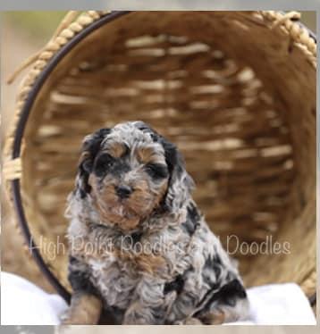 High Point Poodles and Doodles in Alabama | Goldendoodle, Poodle or ...