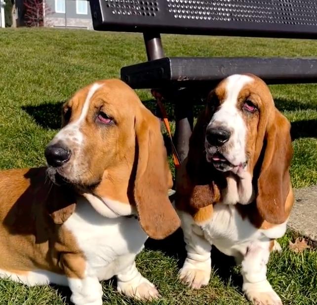 Begginburg Bassets in Oregon | Basset Hound puppies | Good Dog