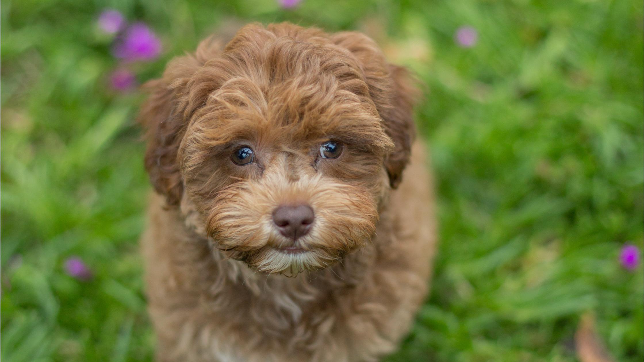 #1 Guide to Health Testing — Havapoo | Good Dog