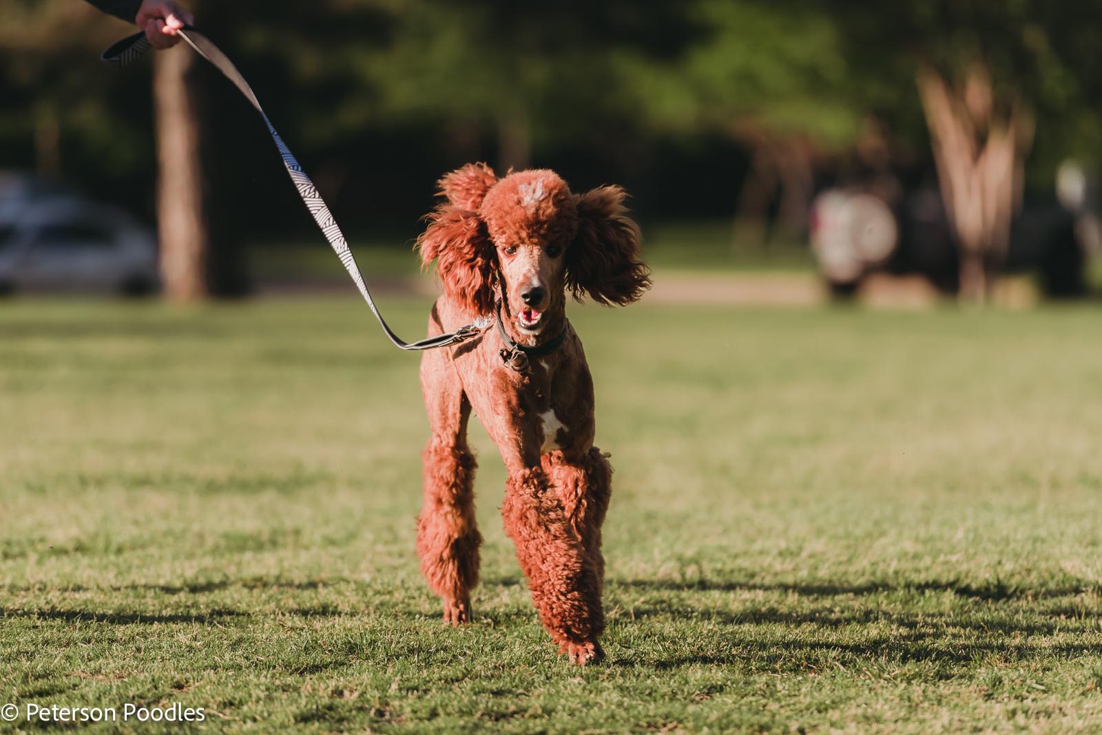 Peterson Poodles in Texas | Poodle puppies | Good Dog