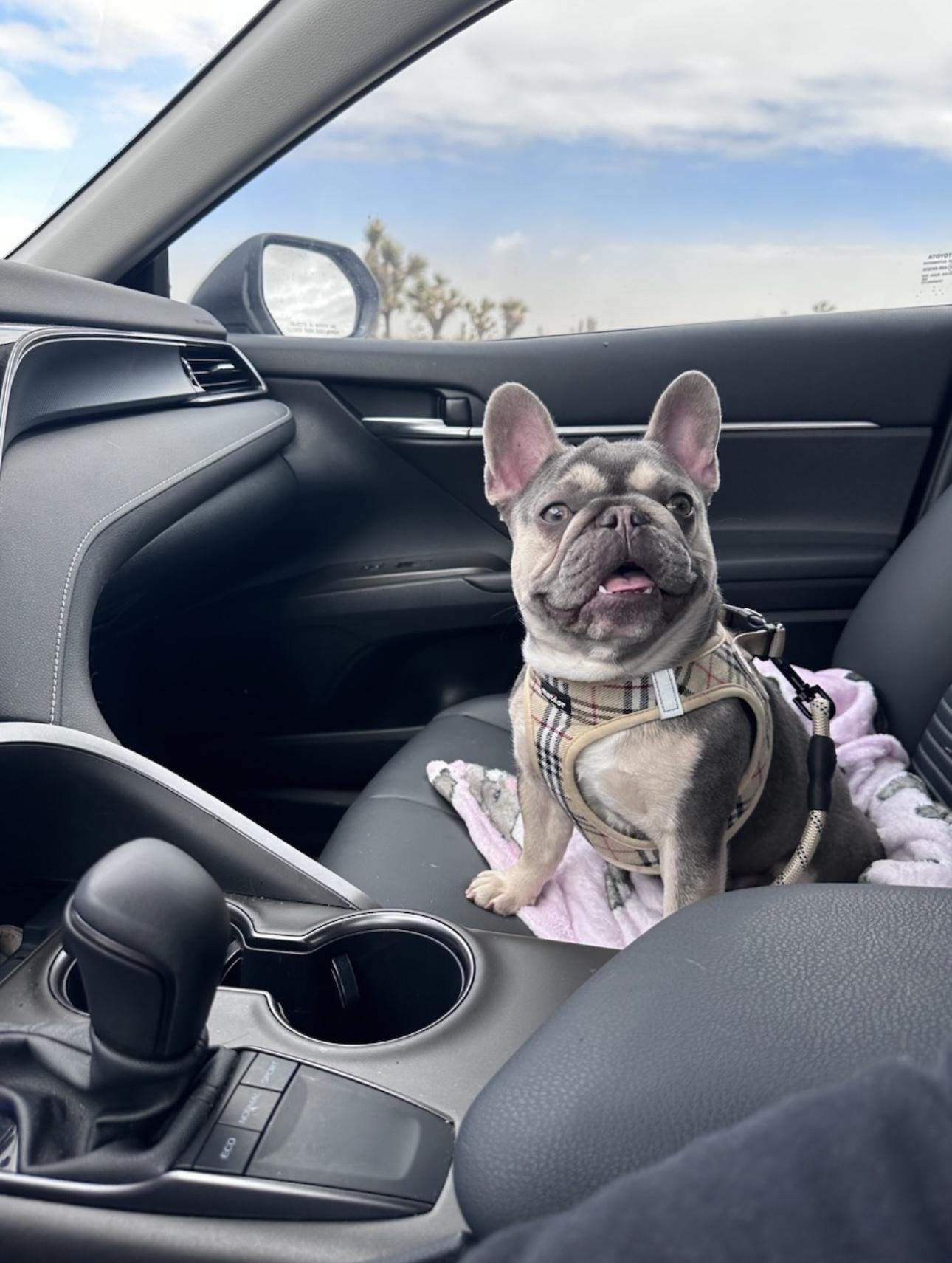 California French Bulldogs in California | French Bulldog puppies ...
