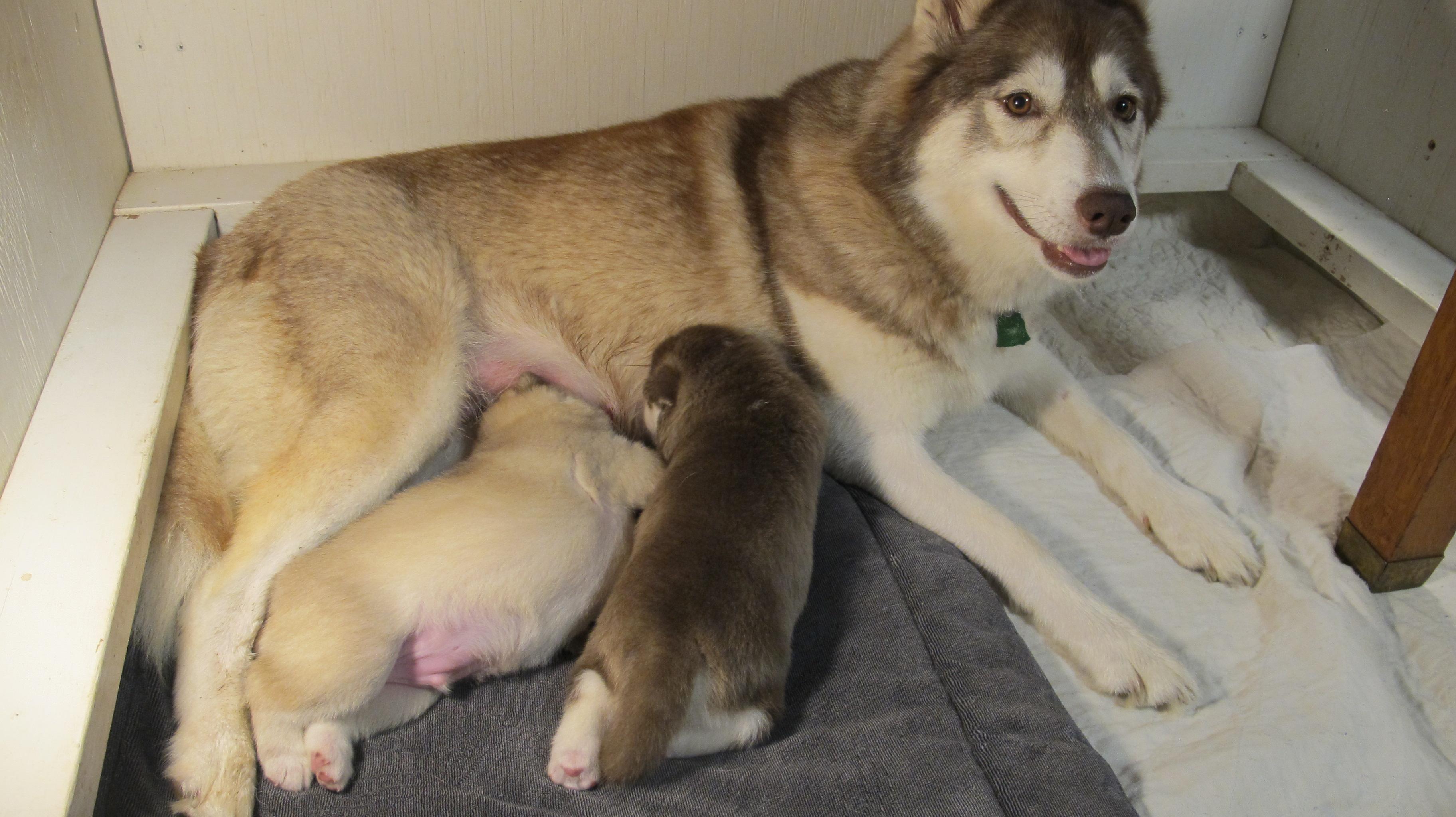 Rebel Huskys in Vermont | Siberian Husky puppies | Good Dog