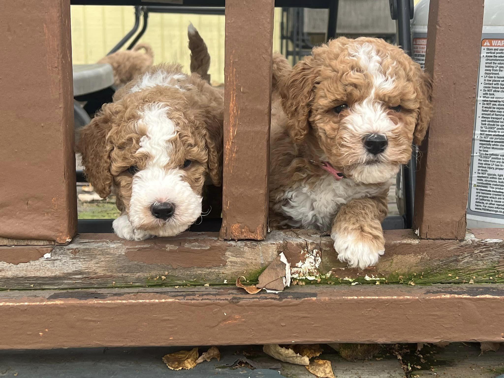 Northern Stars Doodles in Alaska | Goldendoodle puppies | Good Dog
