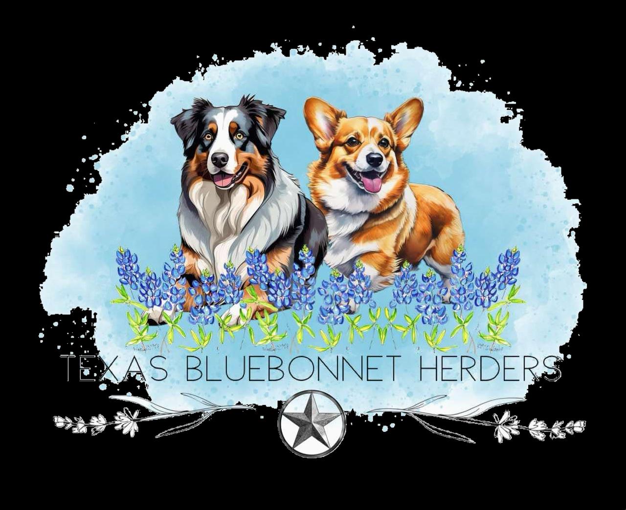 Texas Bluebonnet Herders in Texas | Australian Shepherd, Miniature ...