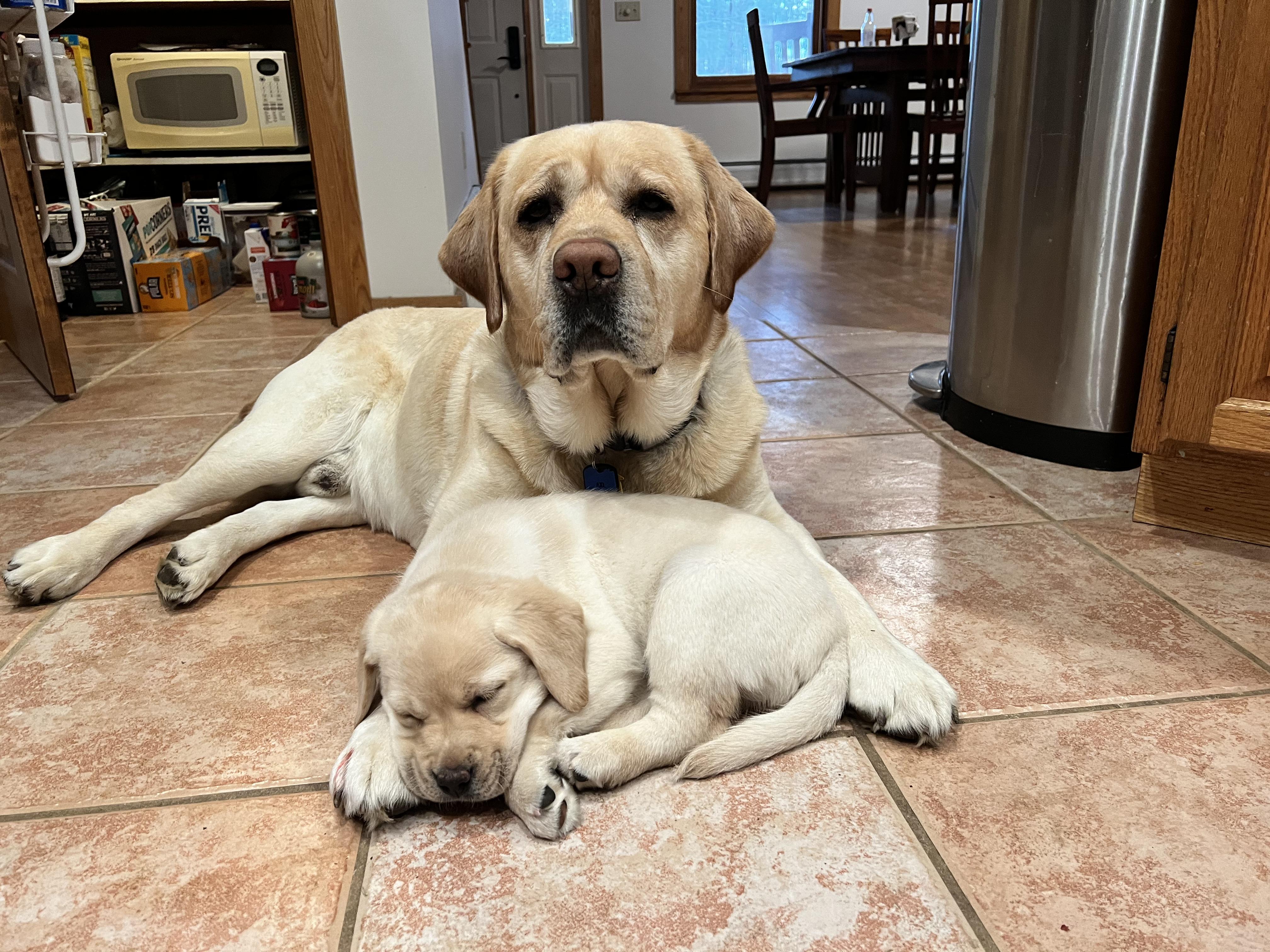 Maple Labradors in Vermont | Labrador Retriever puppies | Good Dog