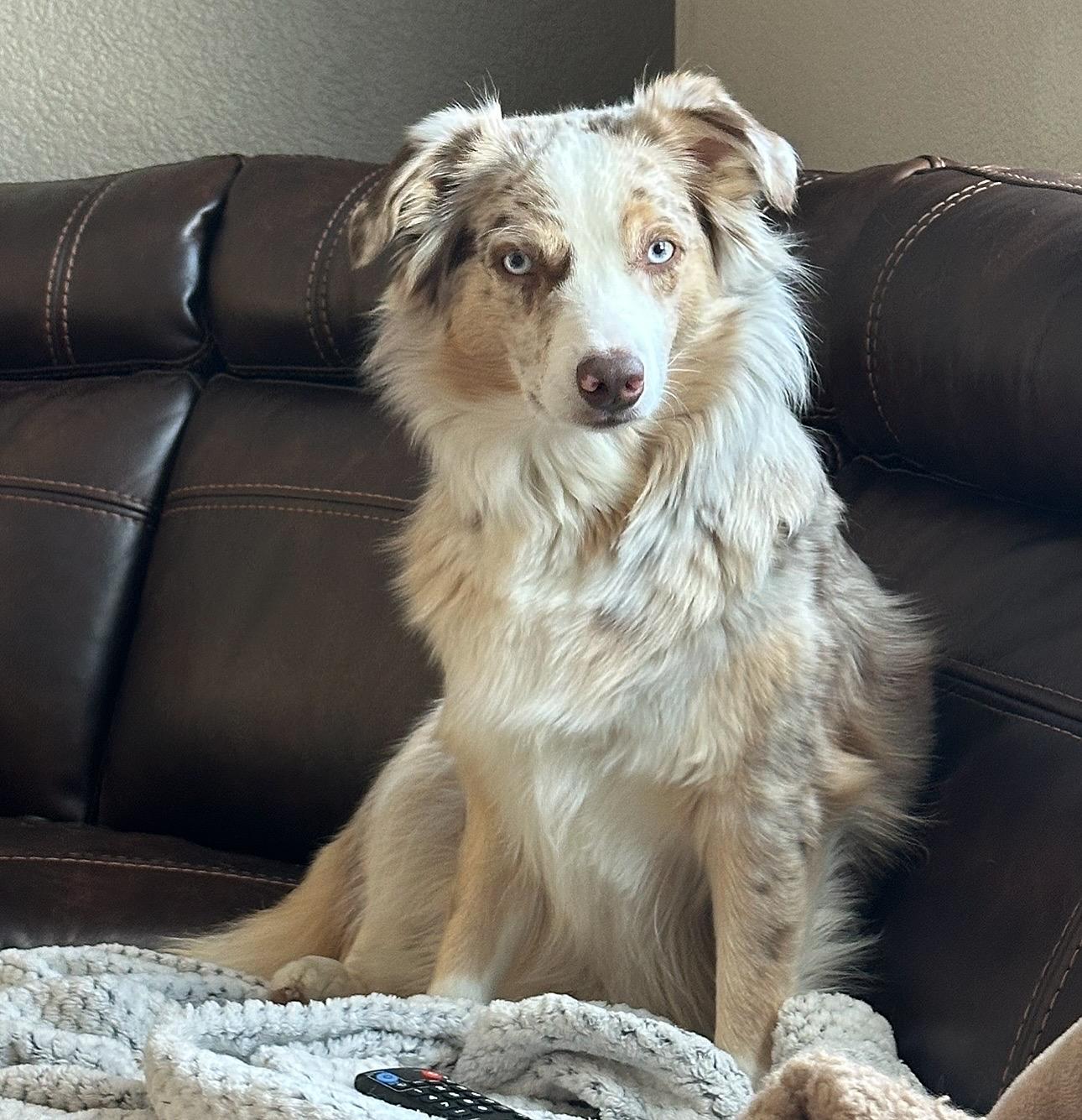 Friendly Hills Aussies in Colorado | Australian Shepherd puppies | Good Dog