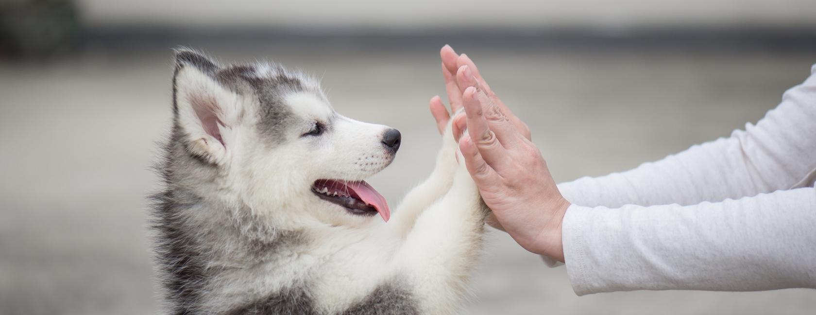 What’s a Good Breeder? | Learn About Our Standards | Good Dog